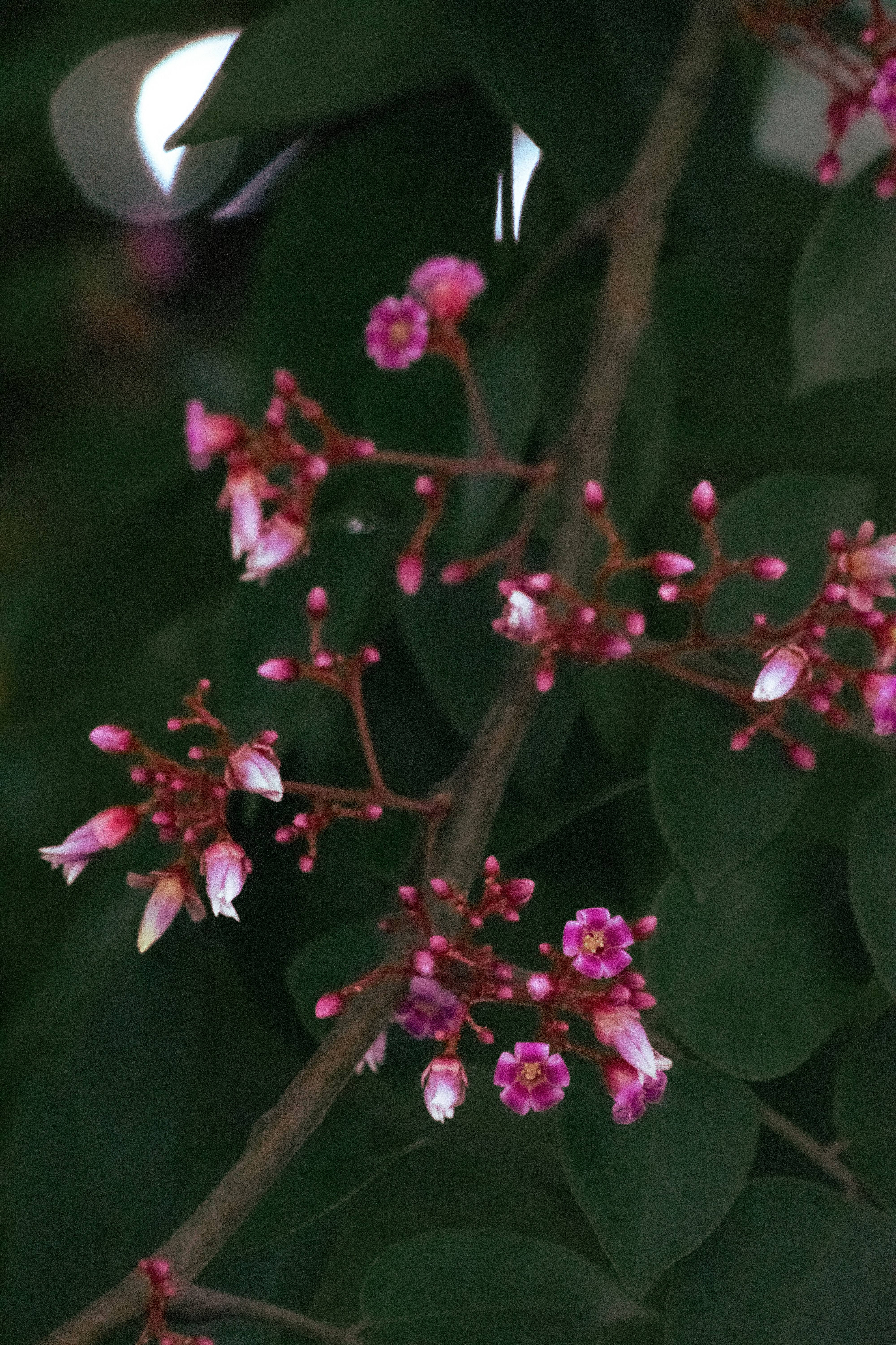 Whispers of Nature: A Floral Symphony