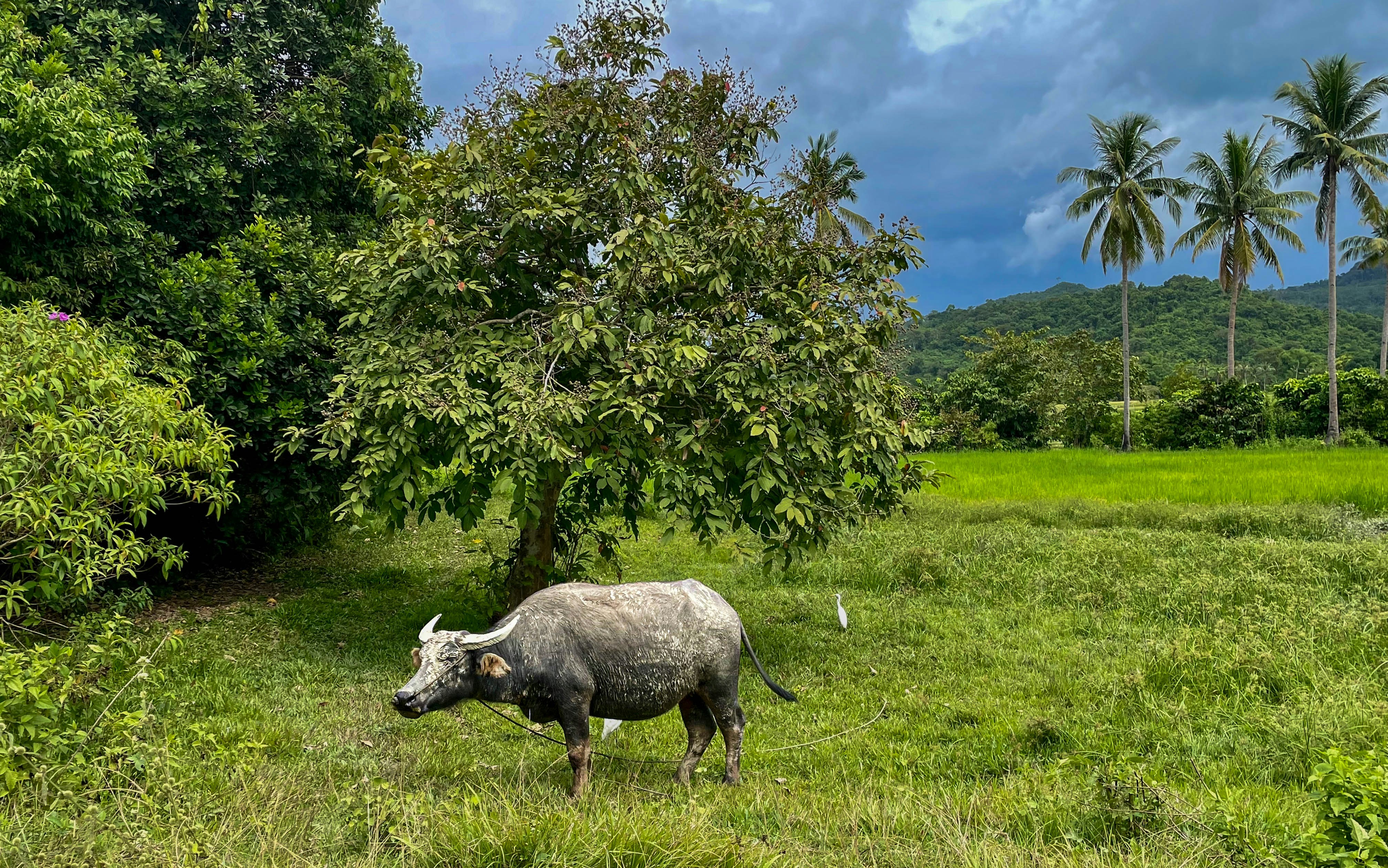 Harmony in Pastoral Serenity