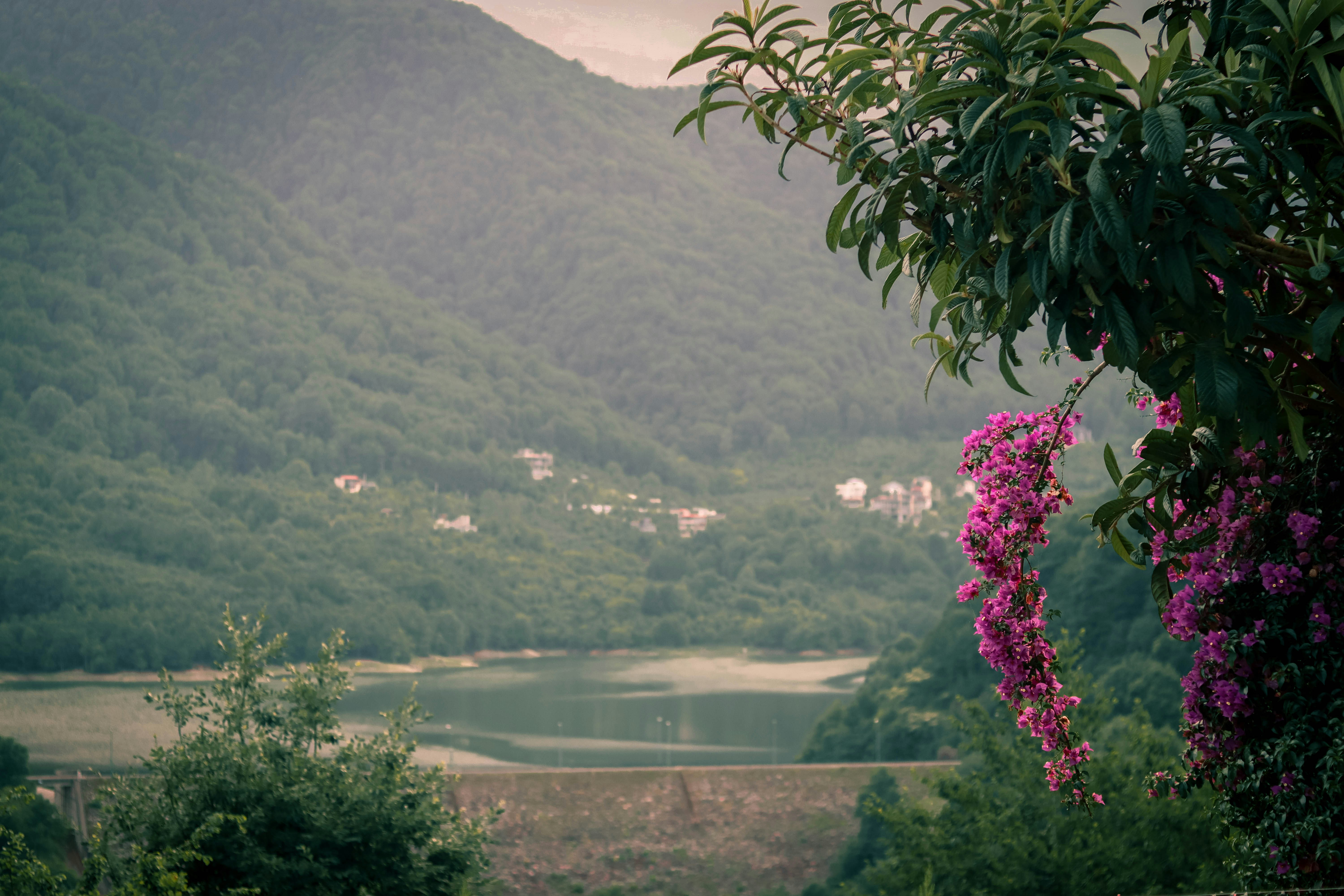 A Serene Embrace of Nature's Palette
