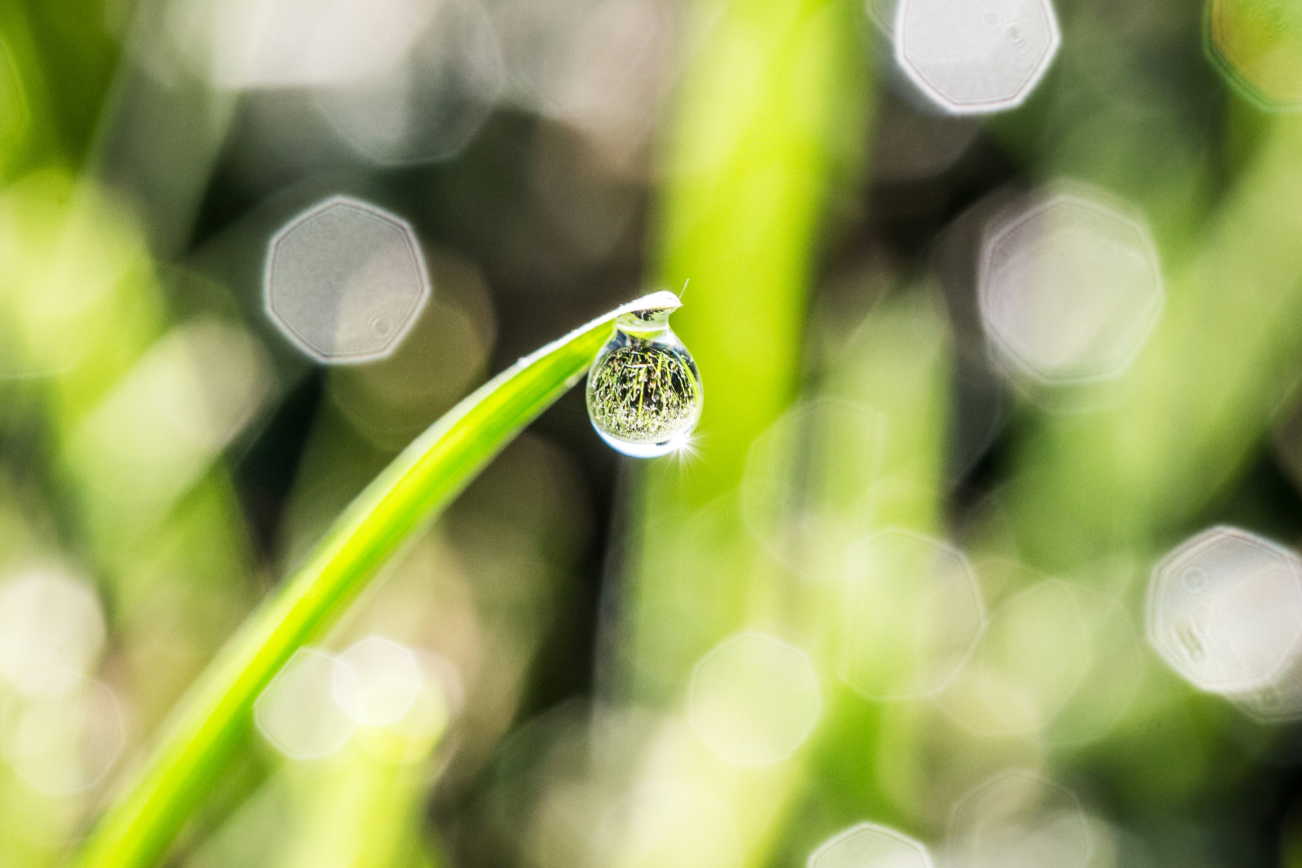A water droplet reflects the surrounding landscape.