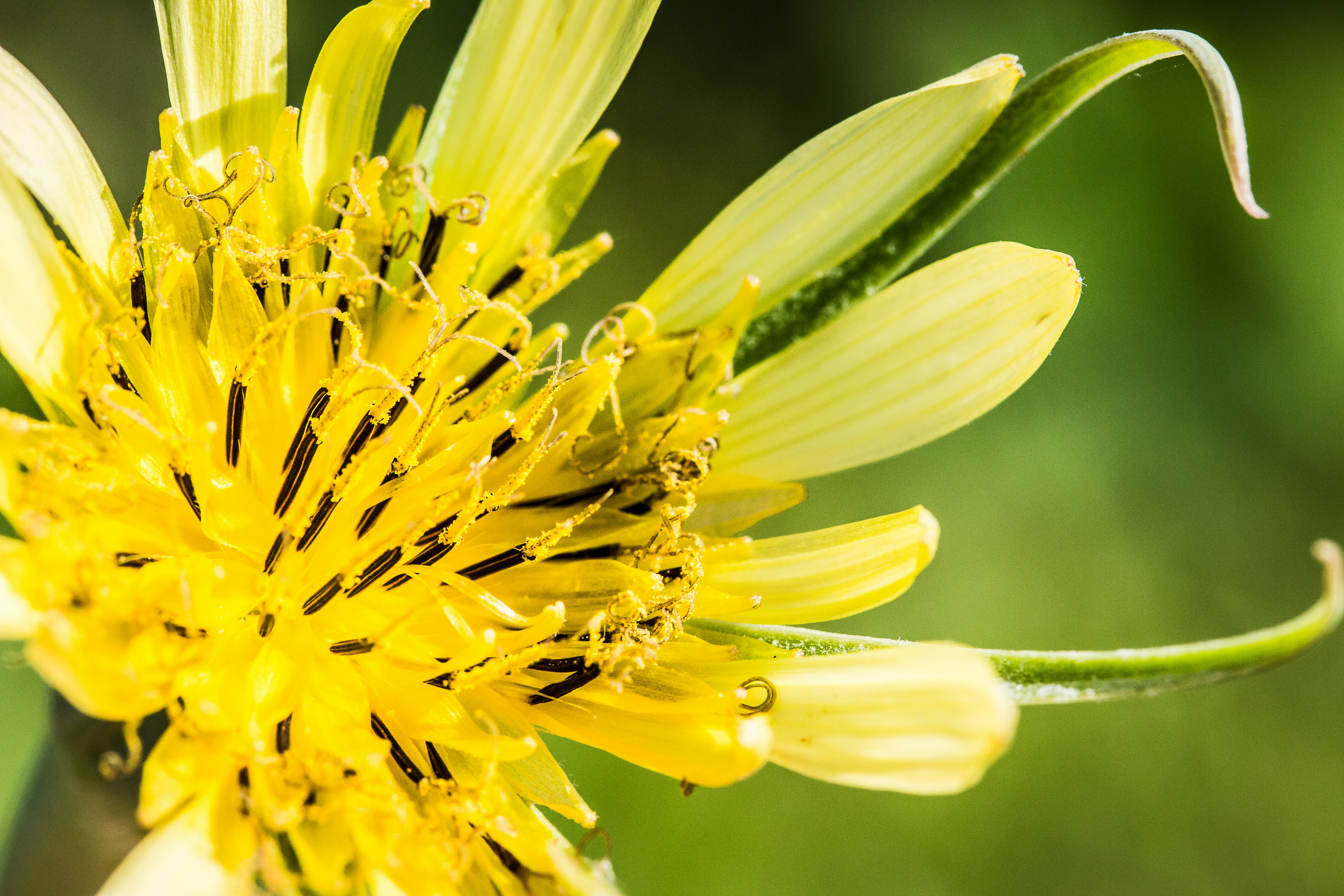 A vibrant yellow flower in close-up.