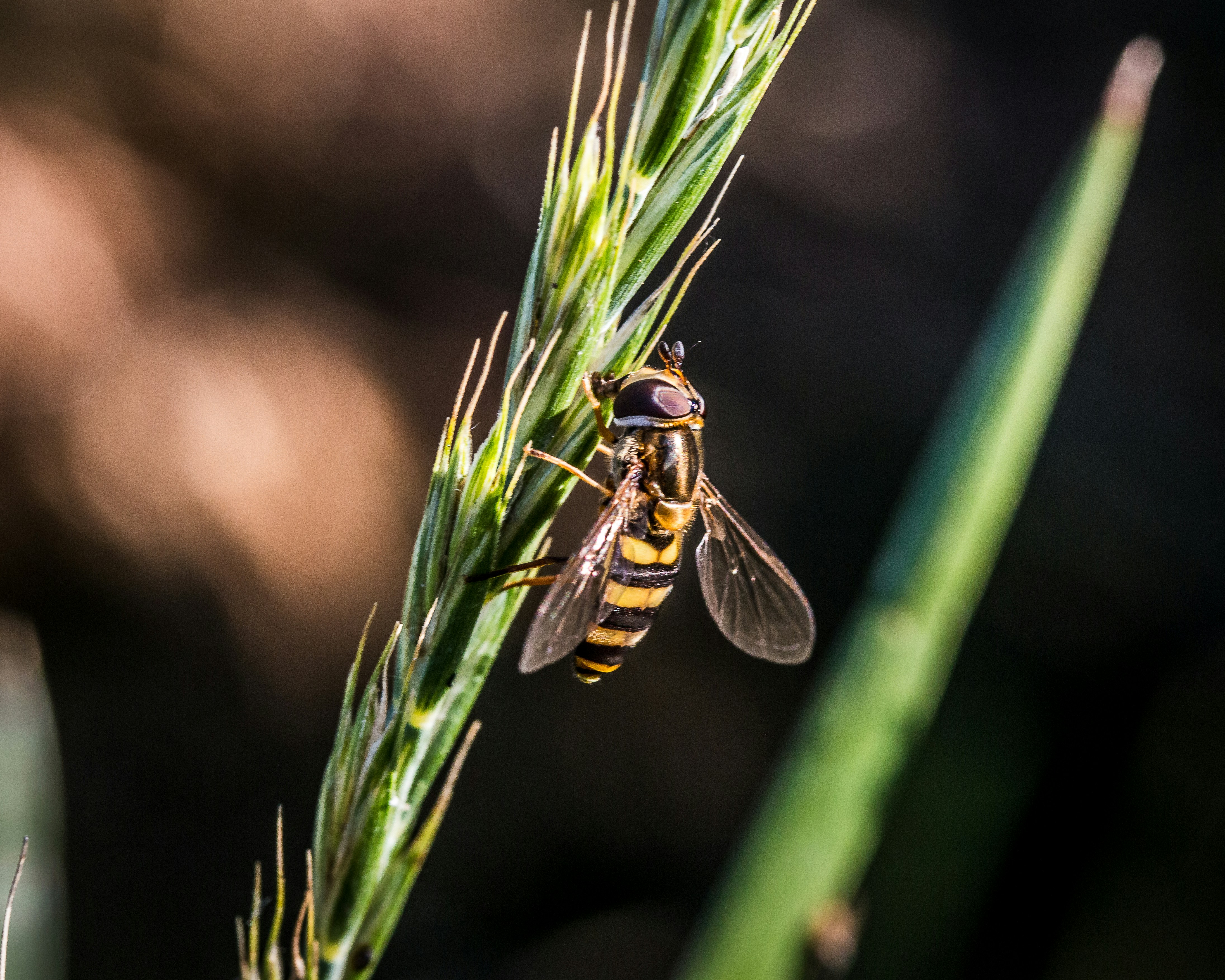 A hoverfly clings to a blade of grass.