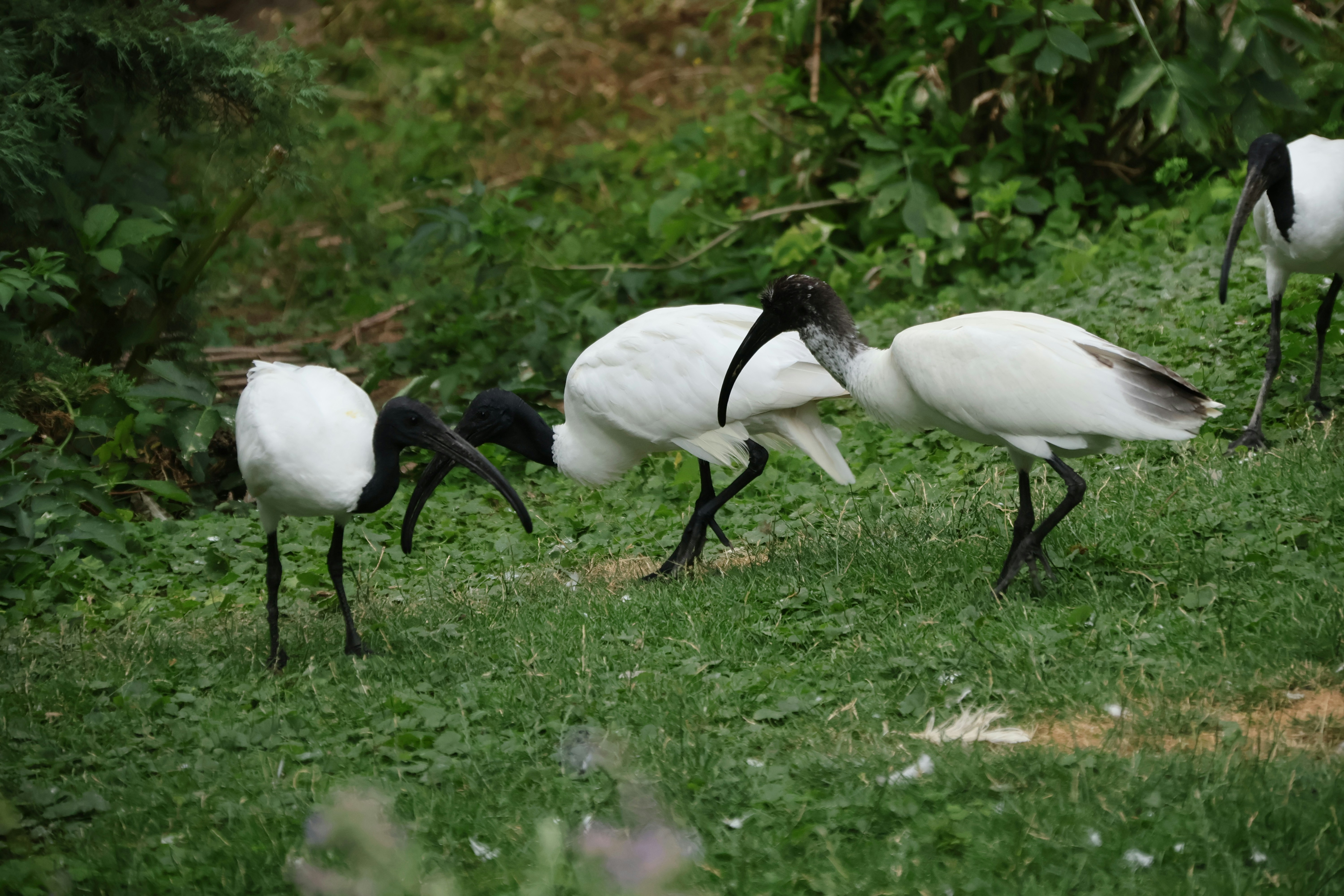 Foto Ibis berkepala hitam mencari makan bersama di rumput. – Gambar ...