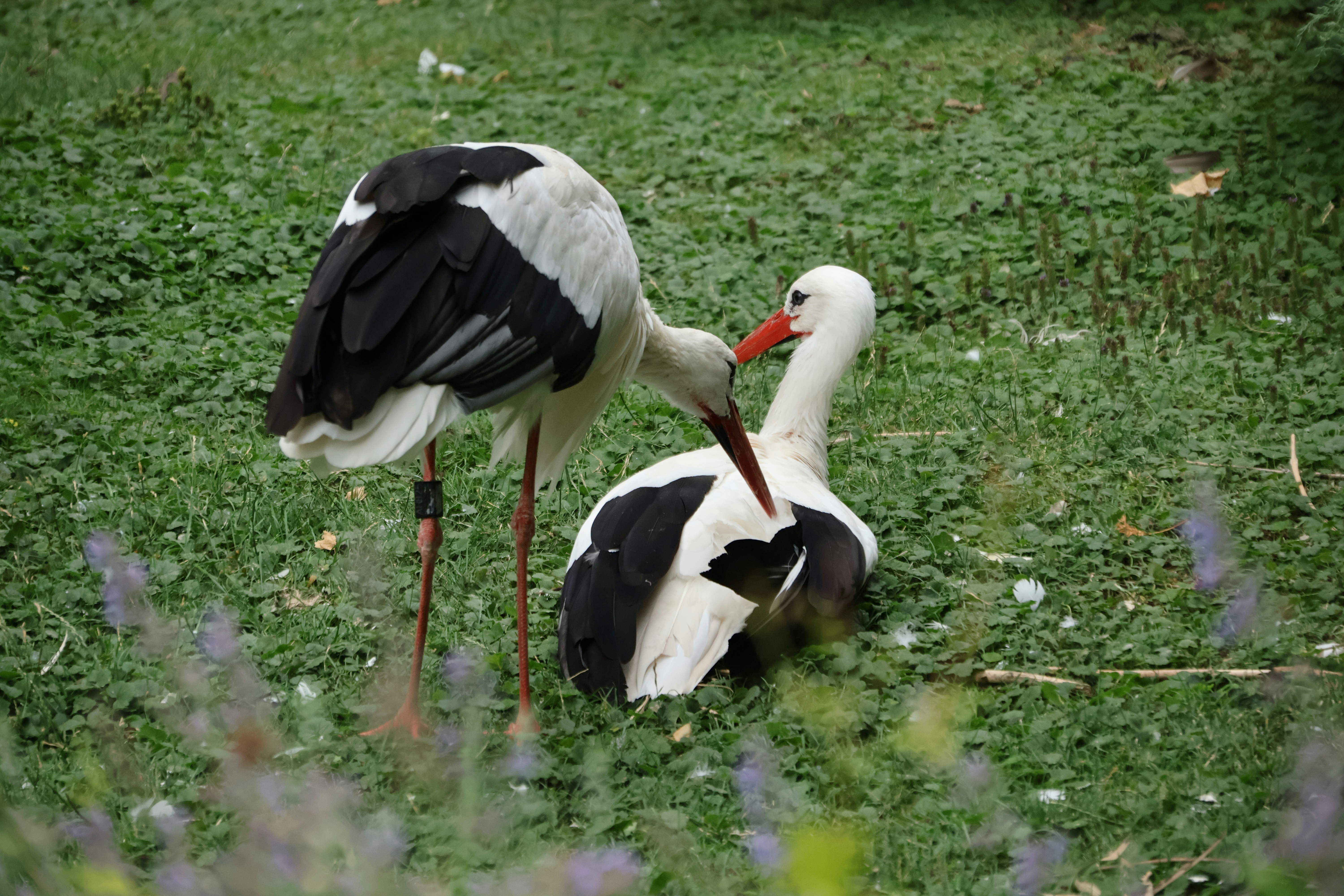 Meadow Interlude: Two Storks in a Gentle Exchange