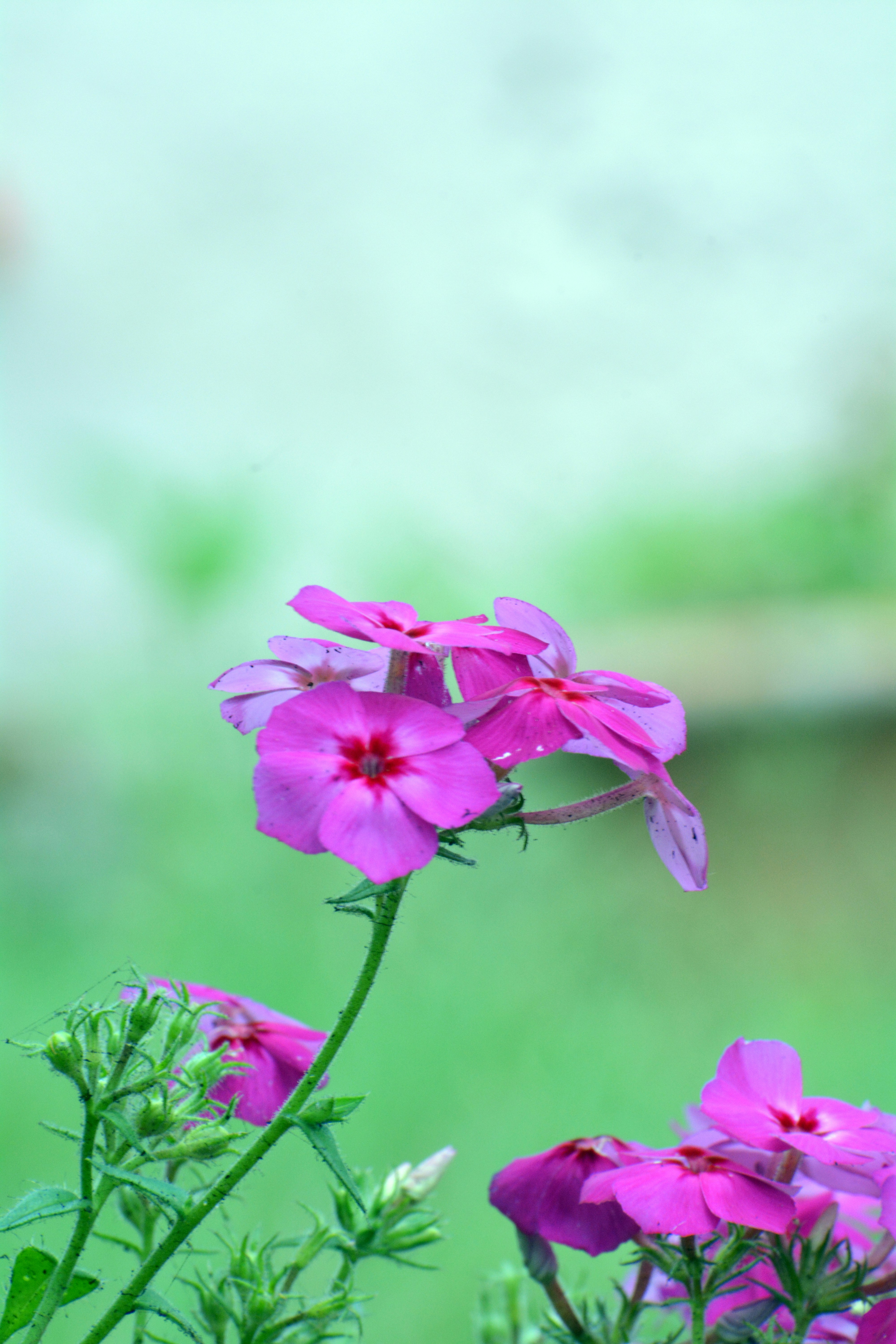 Whispers of Spring: A Floral Serenade