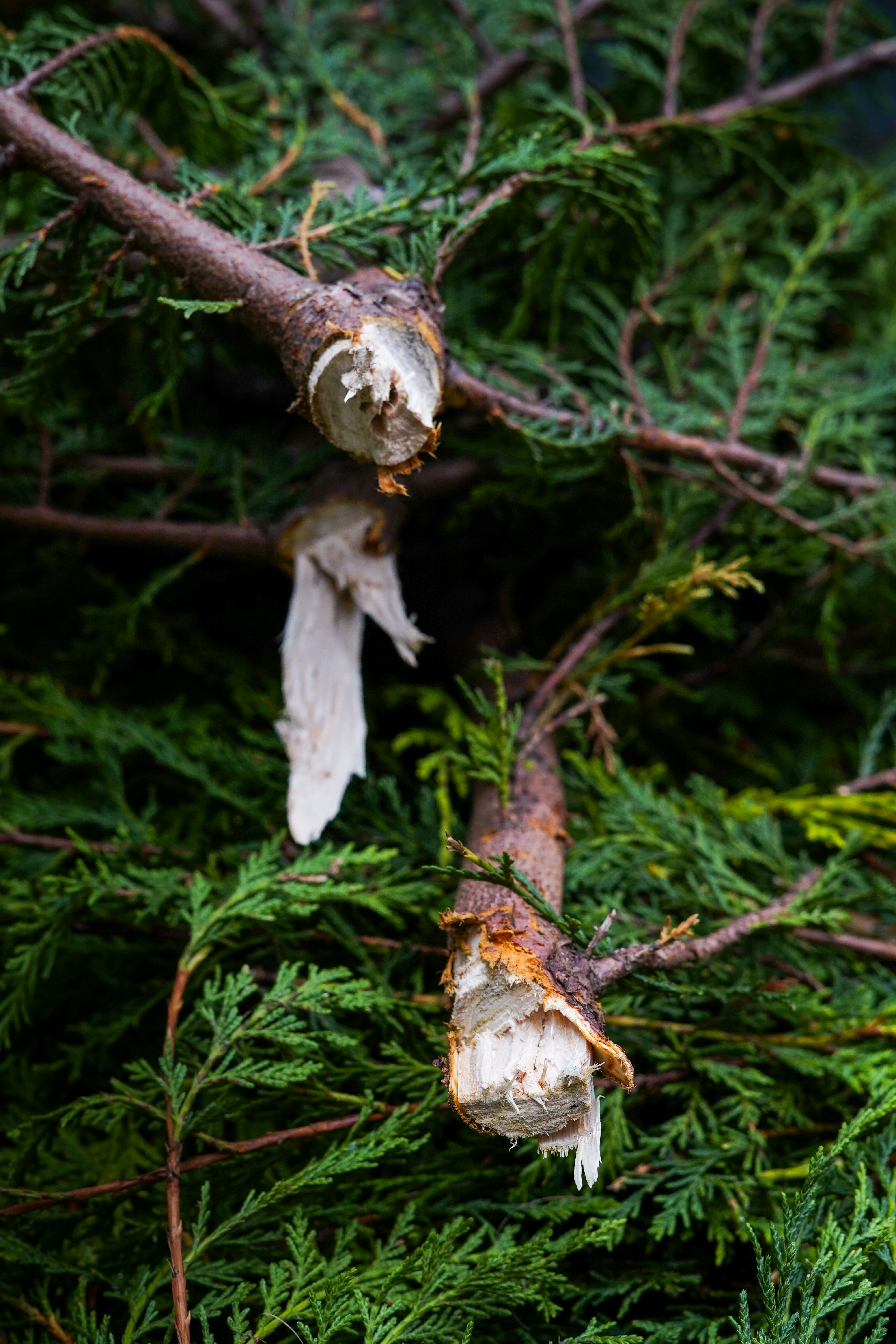 Nature's Resilience: The Story of Broken Branches