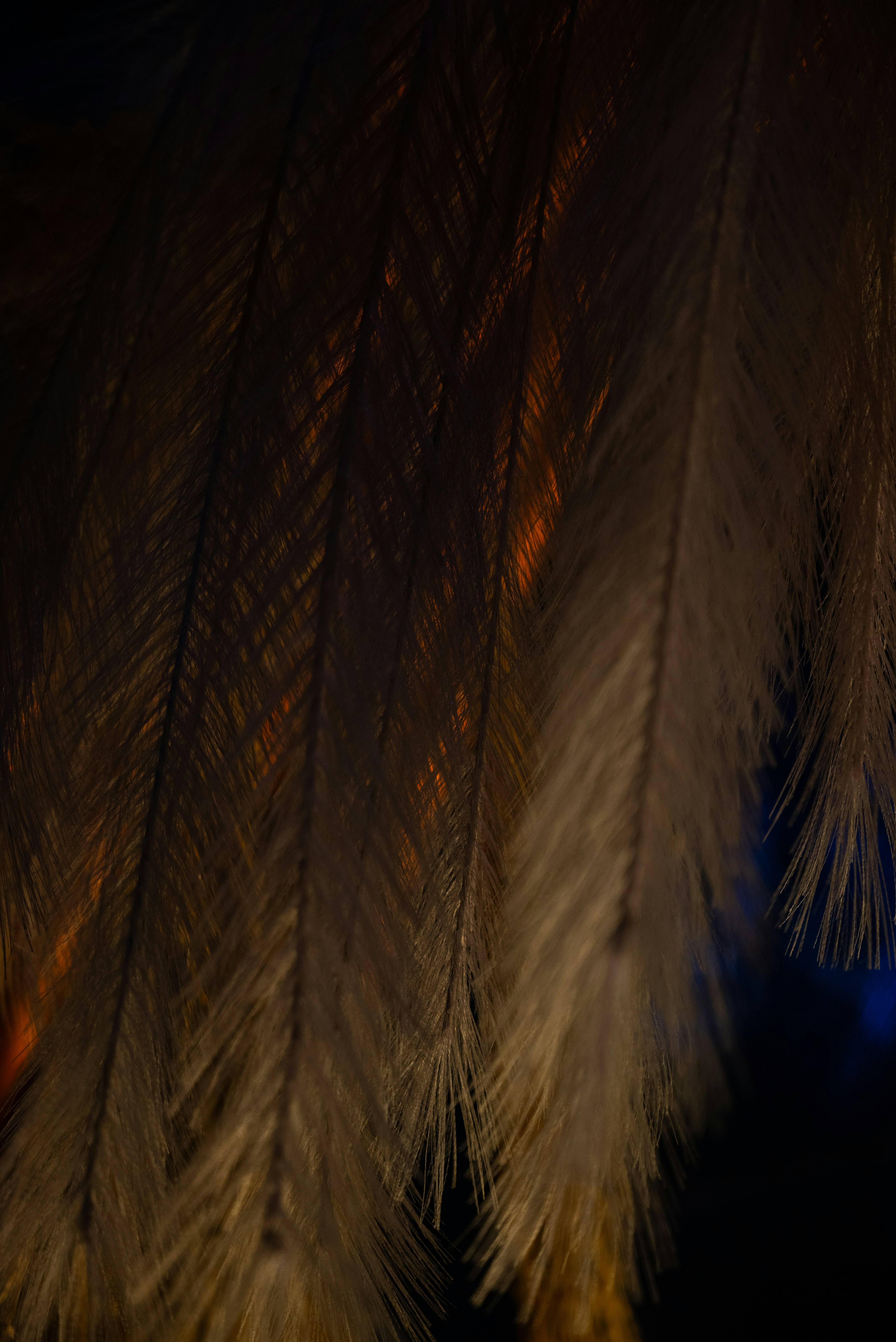 Whispers of Nature: Illuminated Feathers