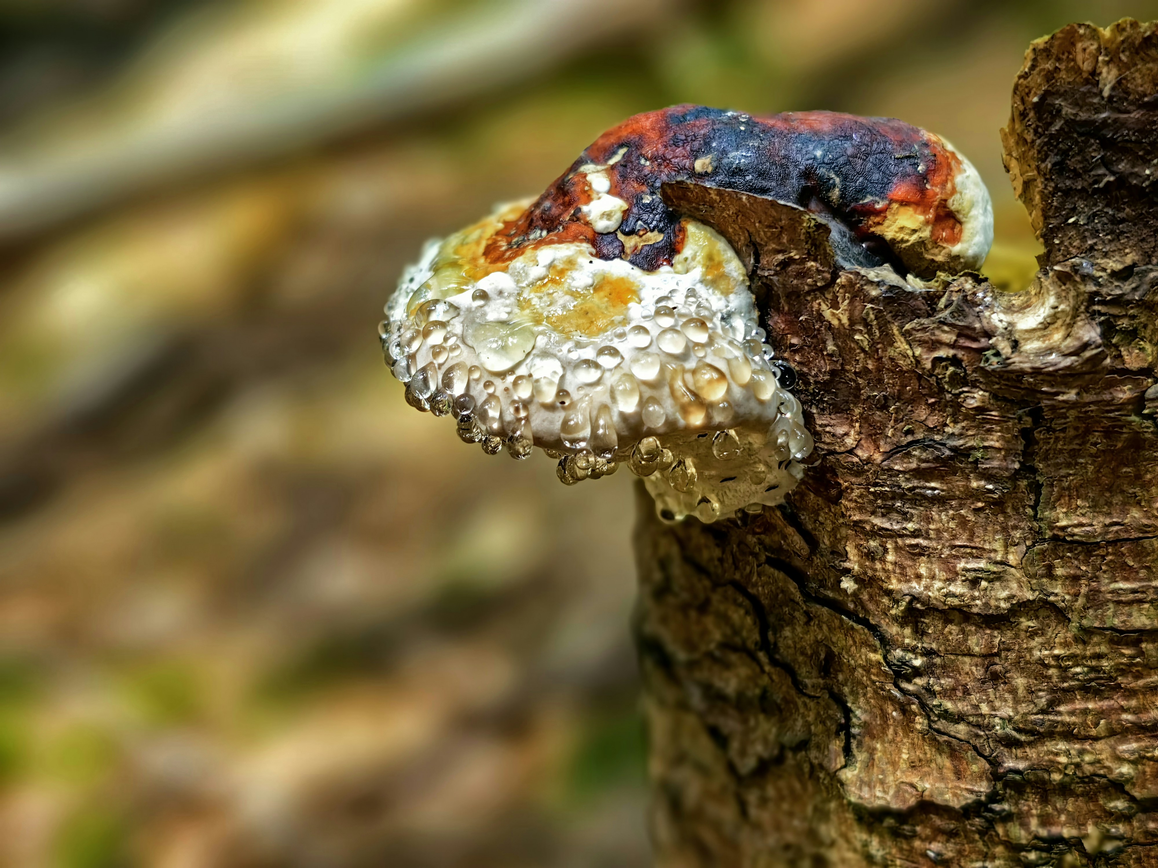 Troudnatec pásovaný / Fomitopsis pinicola) | A fungus grows on a weathered tree stump.