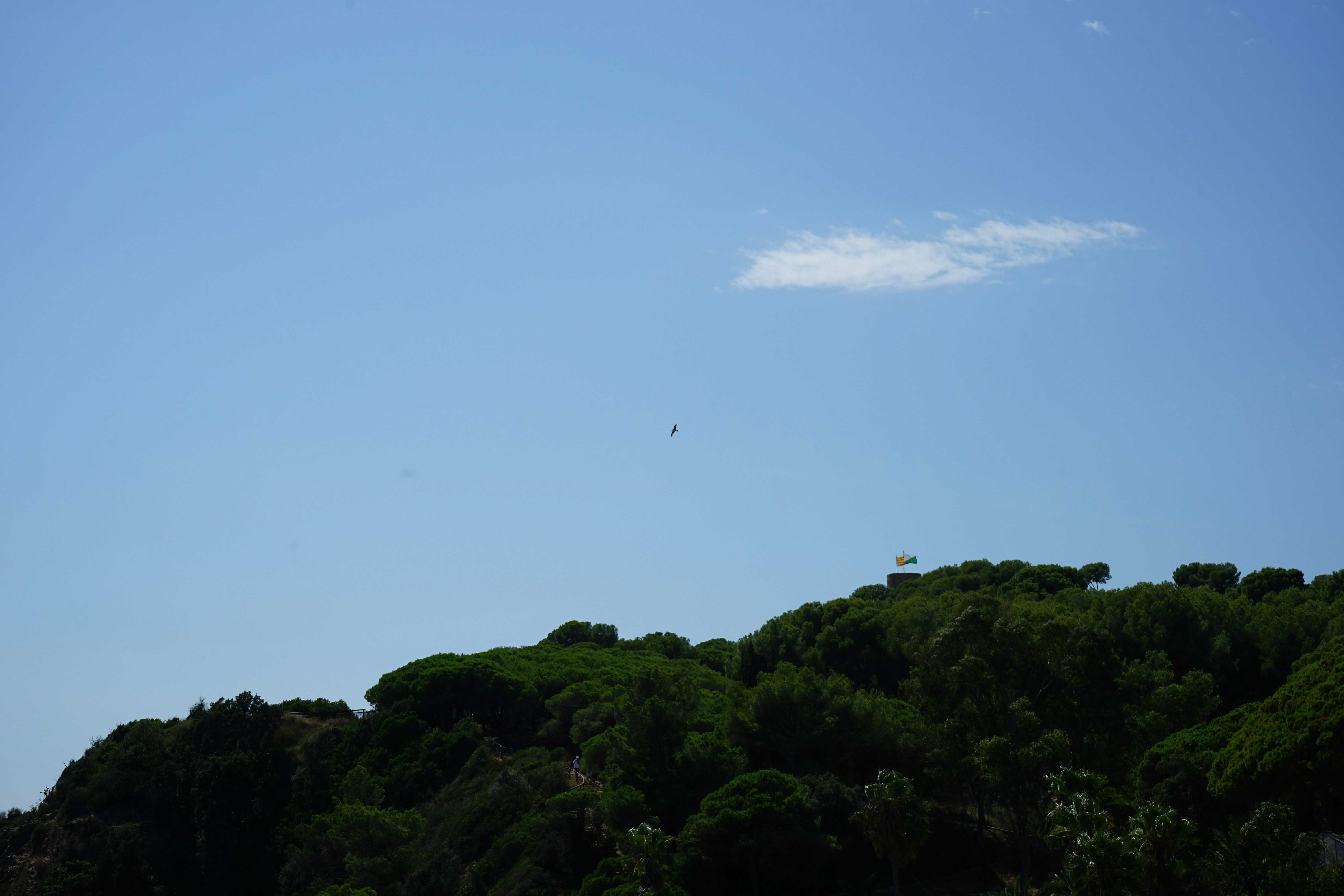 Whispers of Nature Above the Canopy