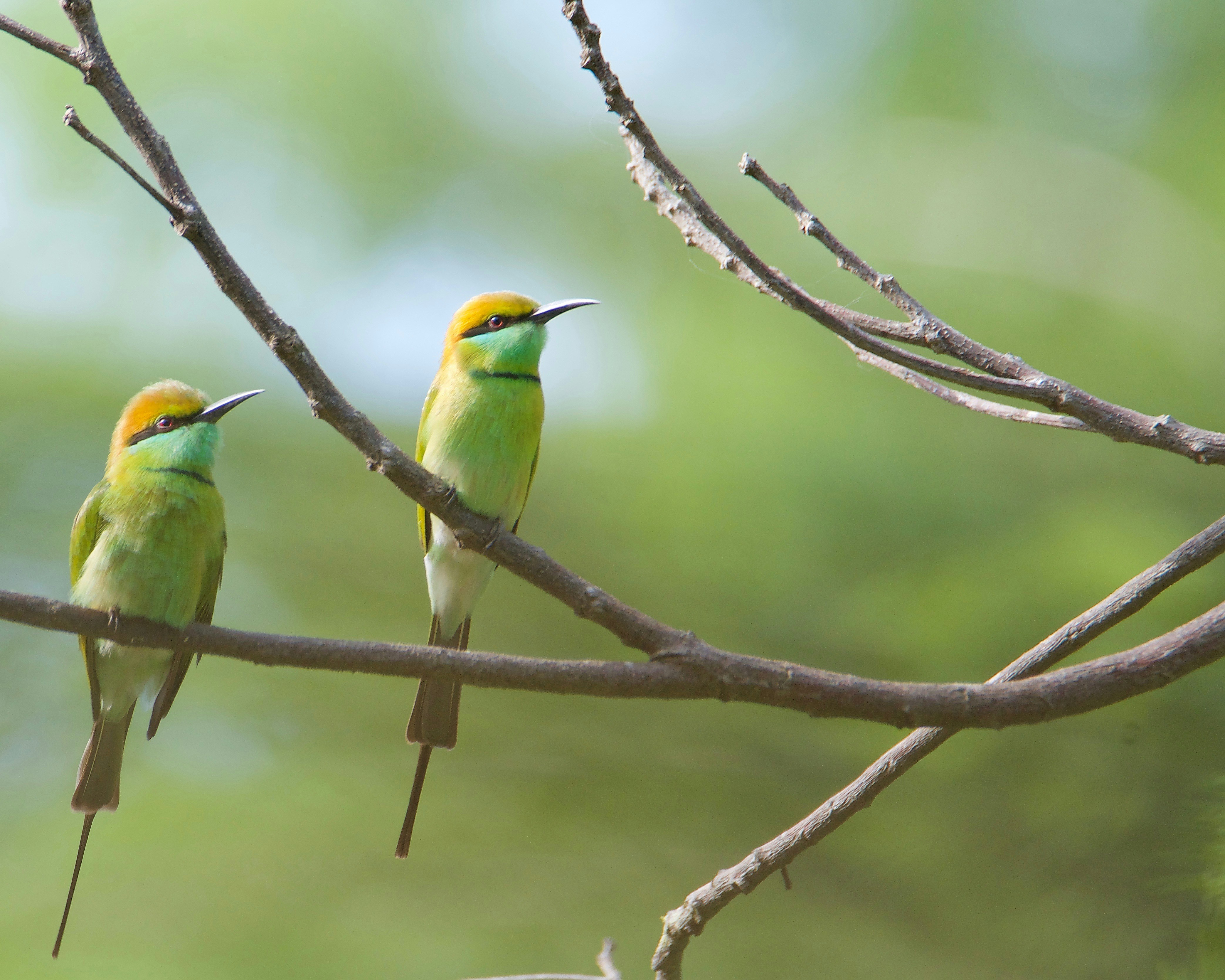 A couple of green bee eaters