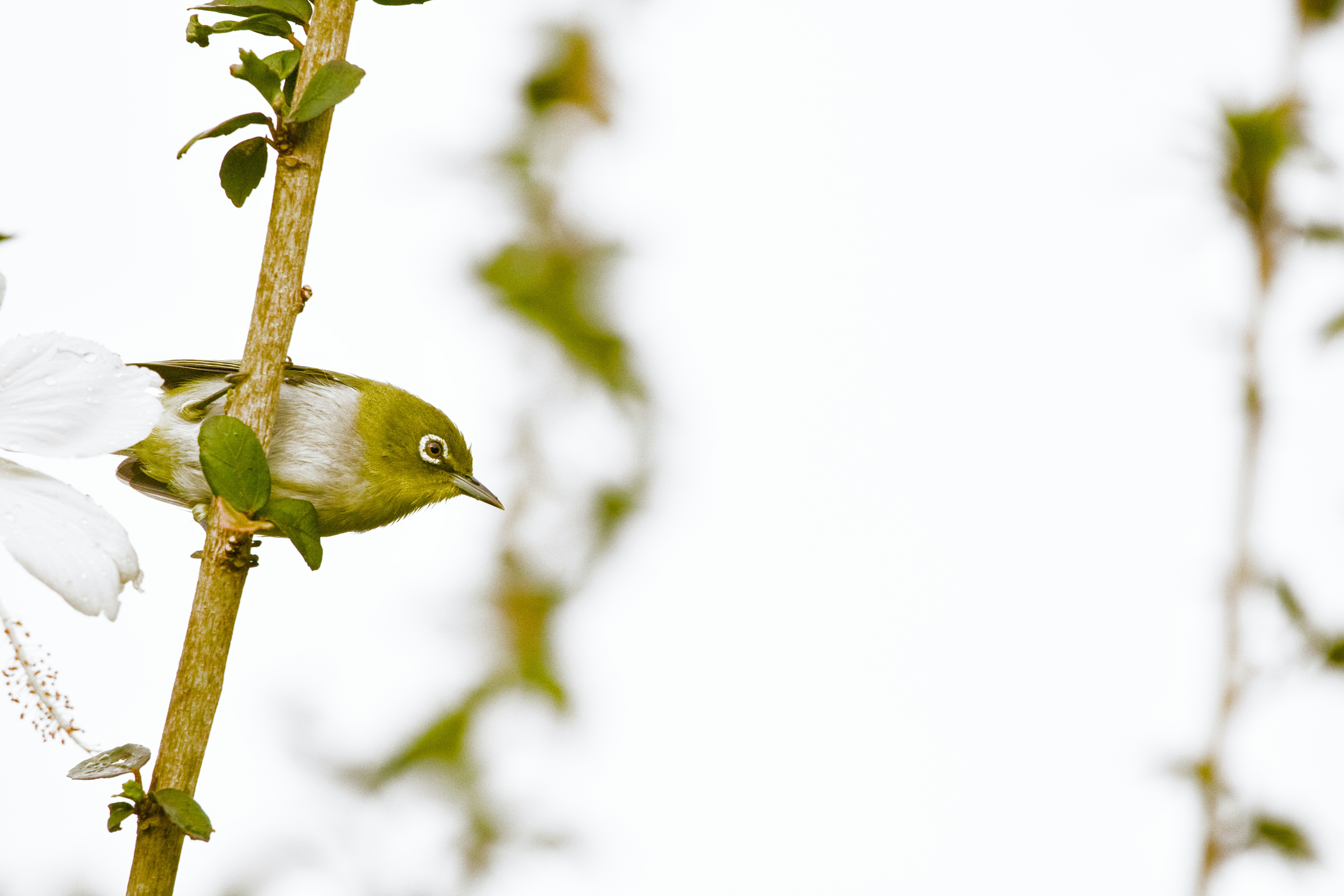 A small bird perches on a branch.