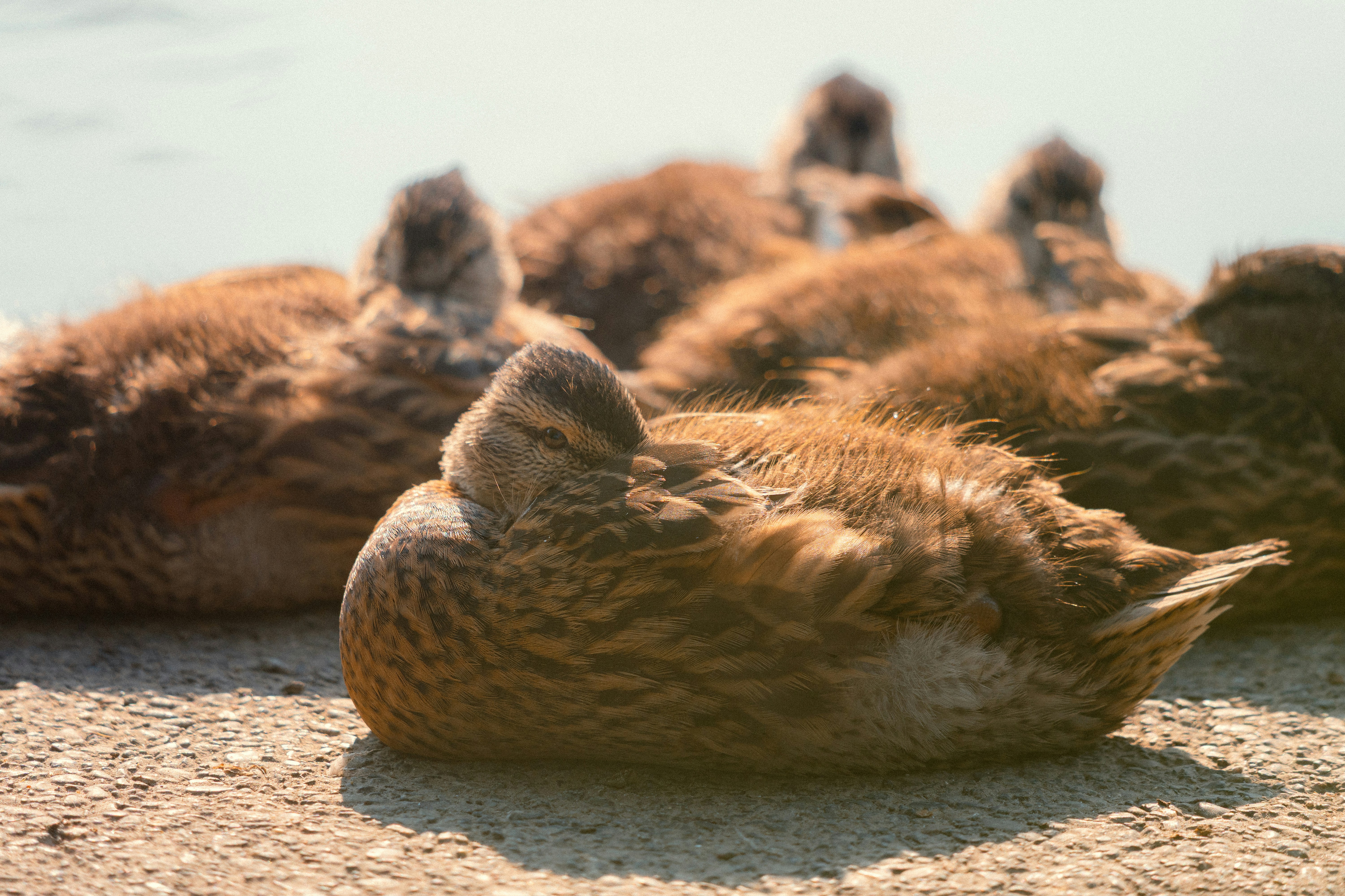 A group of ducklings are resting together.