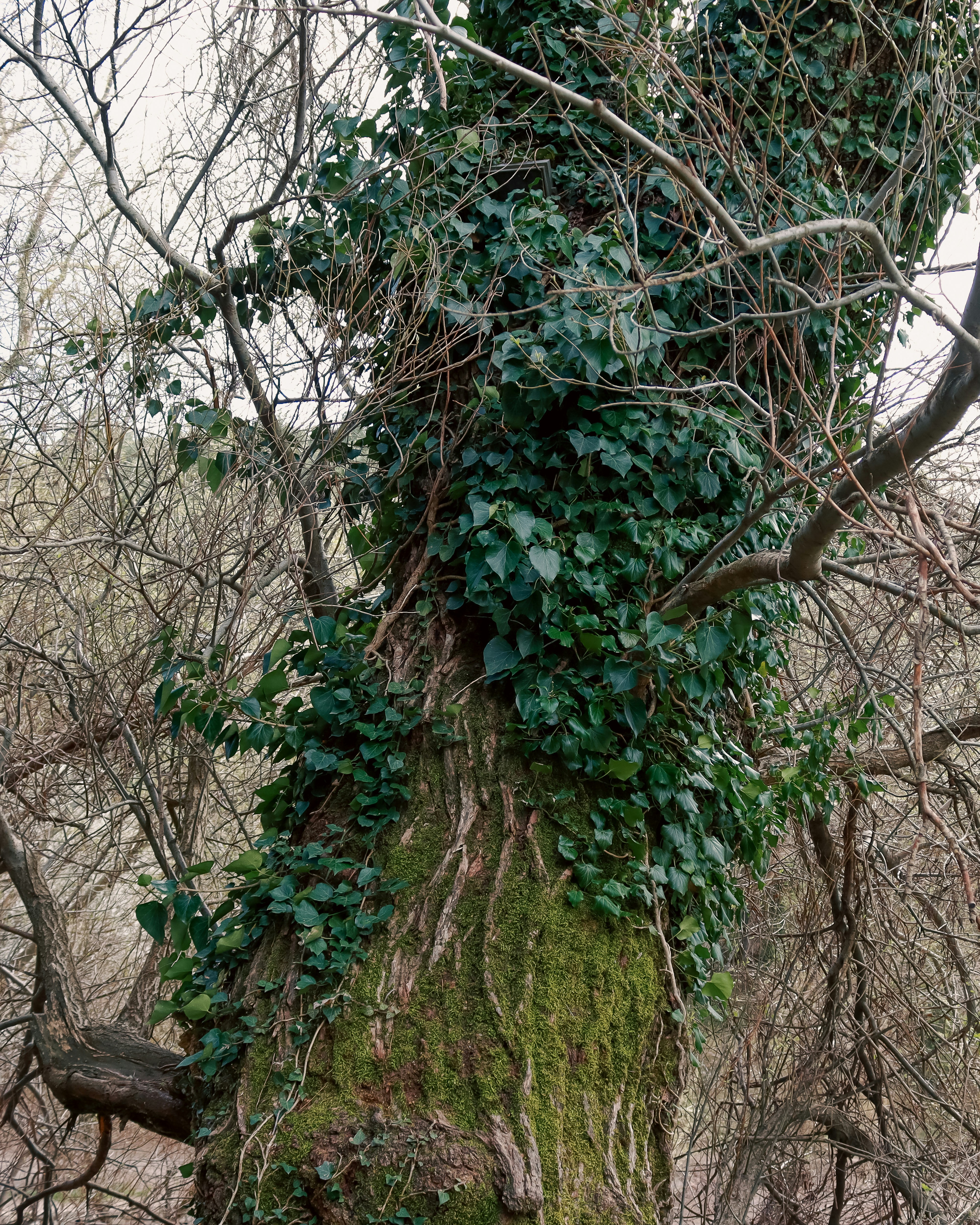 Nature's Embrace: The Dance of Ivy and Tree