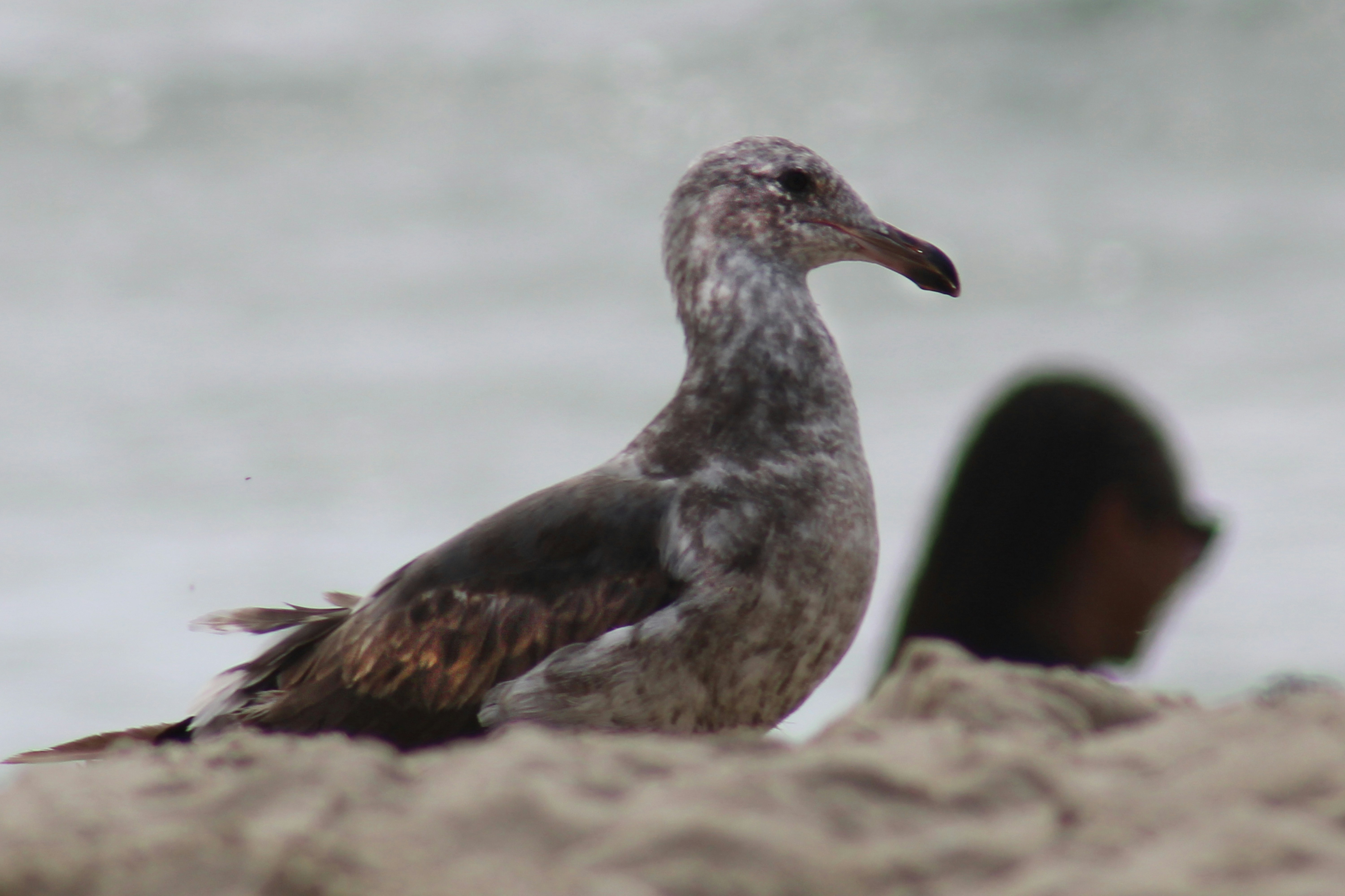 Seaside Sentinel: A Gull's Watchful Gaze