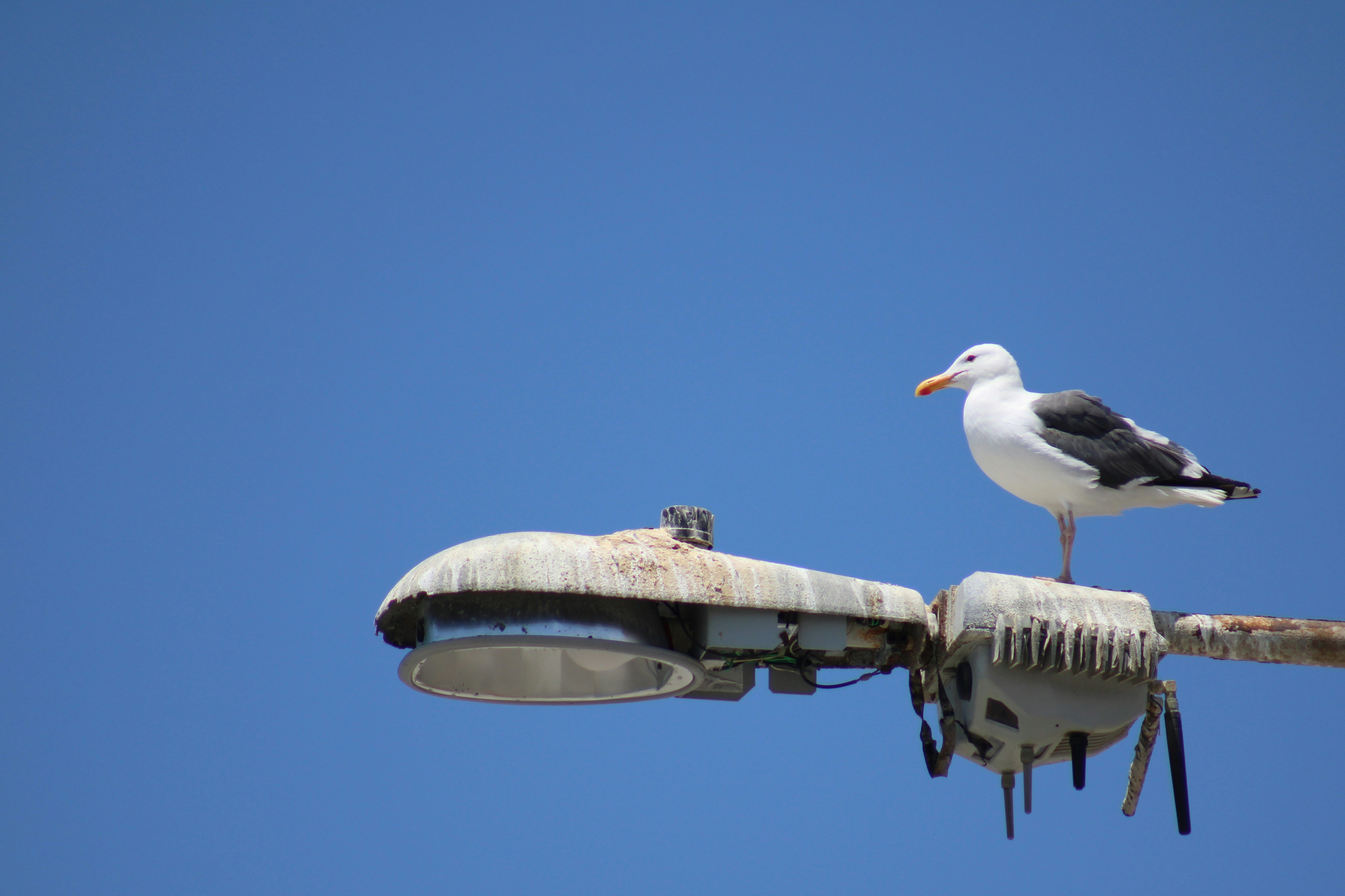 Gull Perch on a Weathered Lantern under a Cerulean Sky