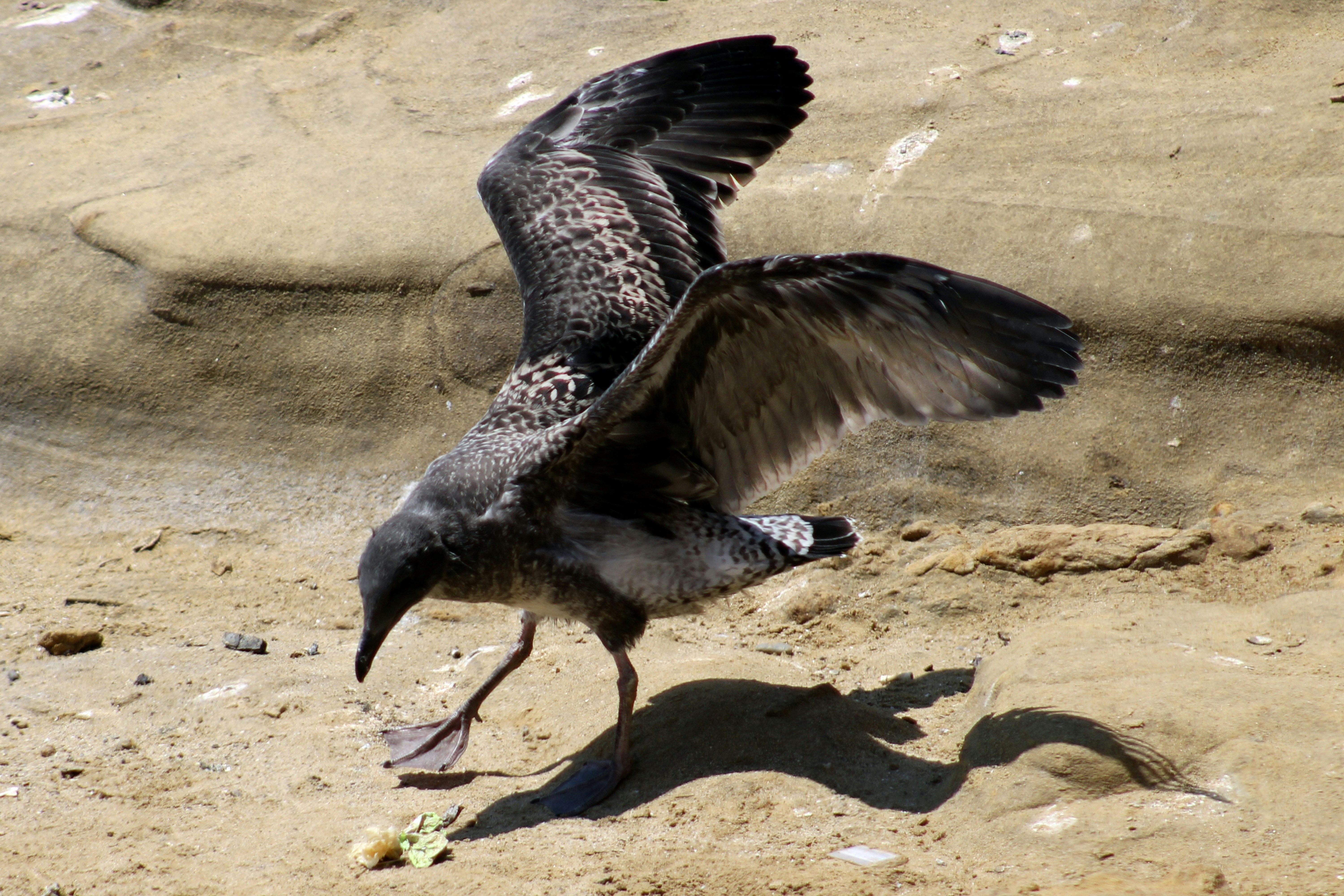 Seagull's Dance on the Shoreline