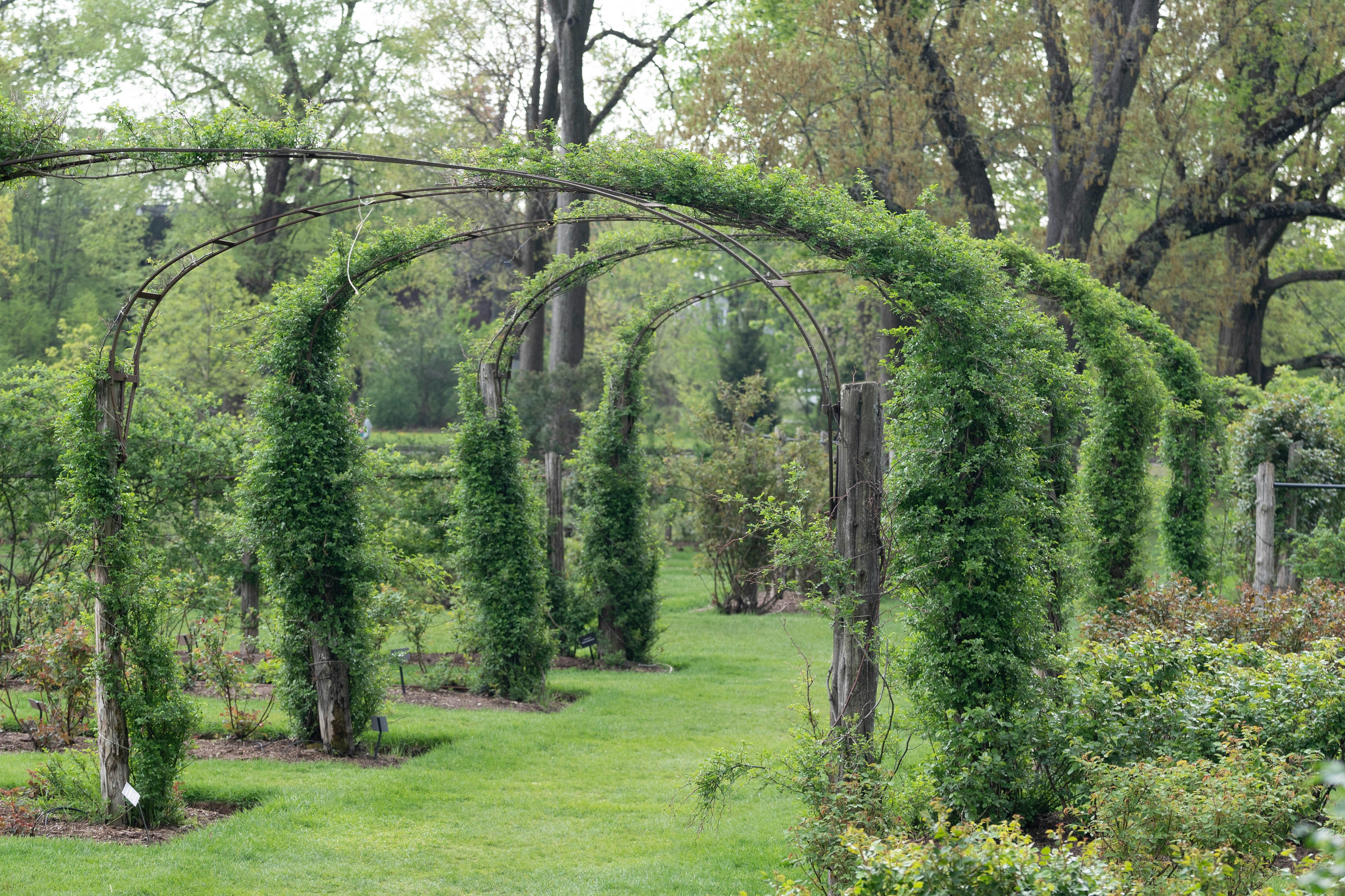 Green arches form a beautiful garden walkway. photo – Free Forest Image ...