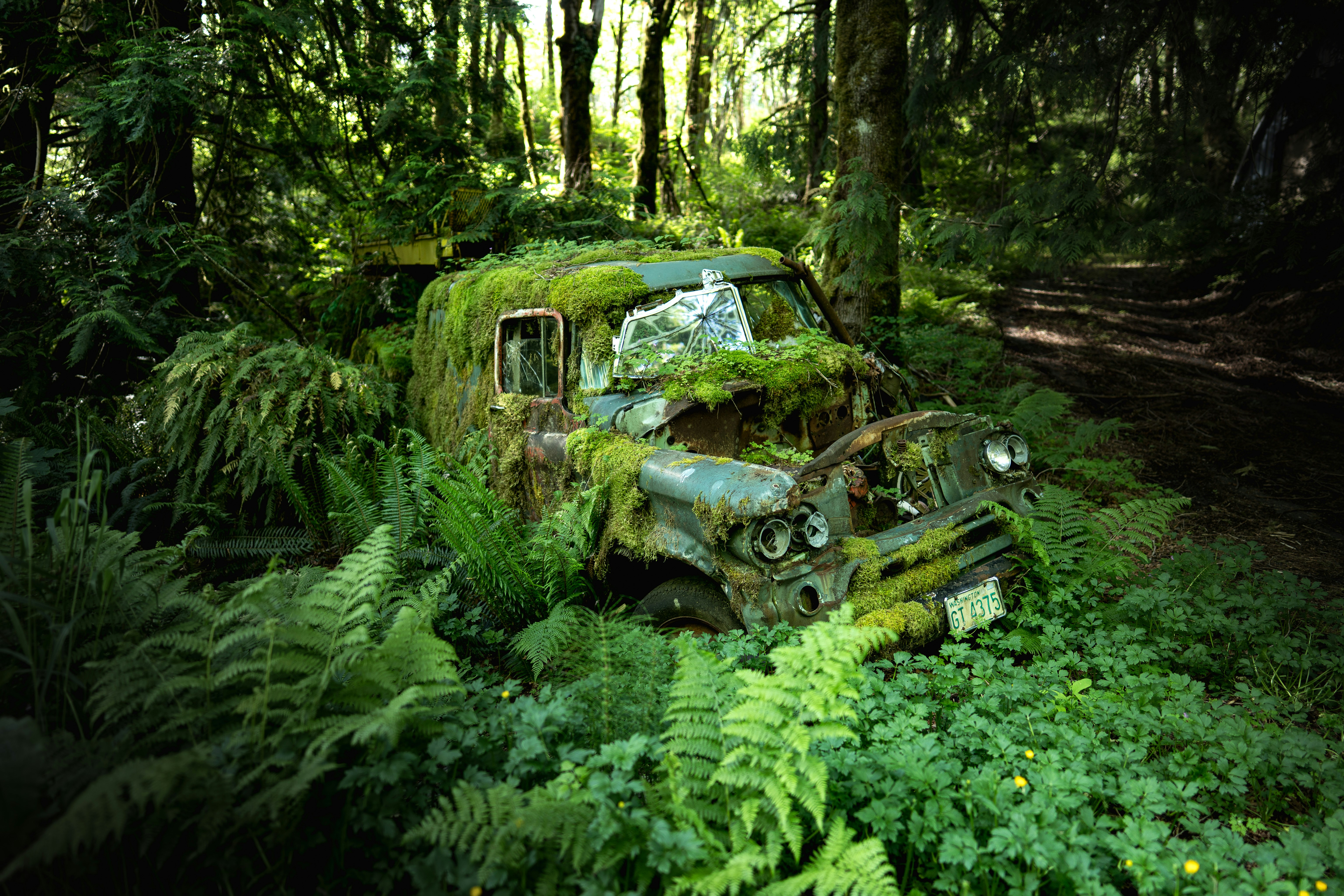 Nature's Embrace: The Forgotten Vehicle