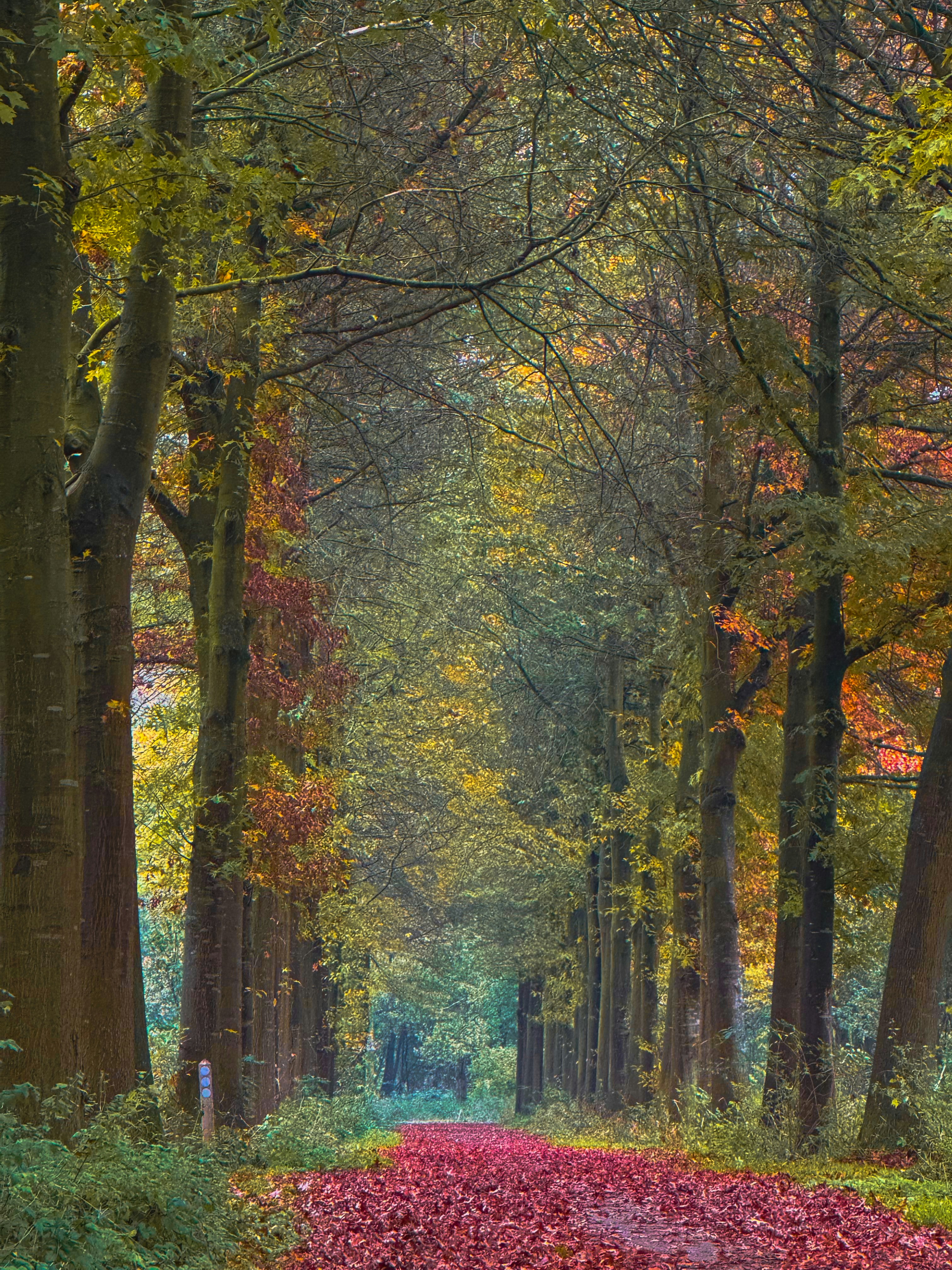 https://www.instagram.com/paria_world7 | A path lined with trees is covered in autumn leaves.