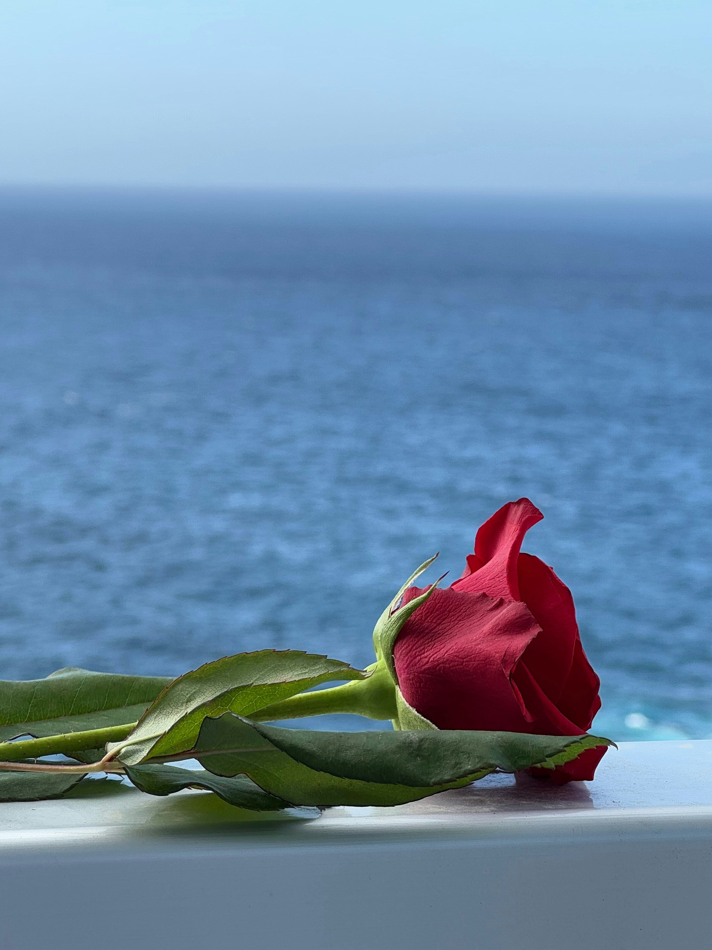 A red rose rests by the ocean. photo – Free Wallpaper Image on Unsplash