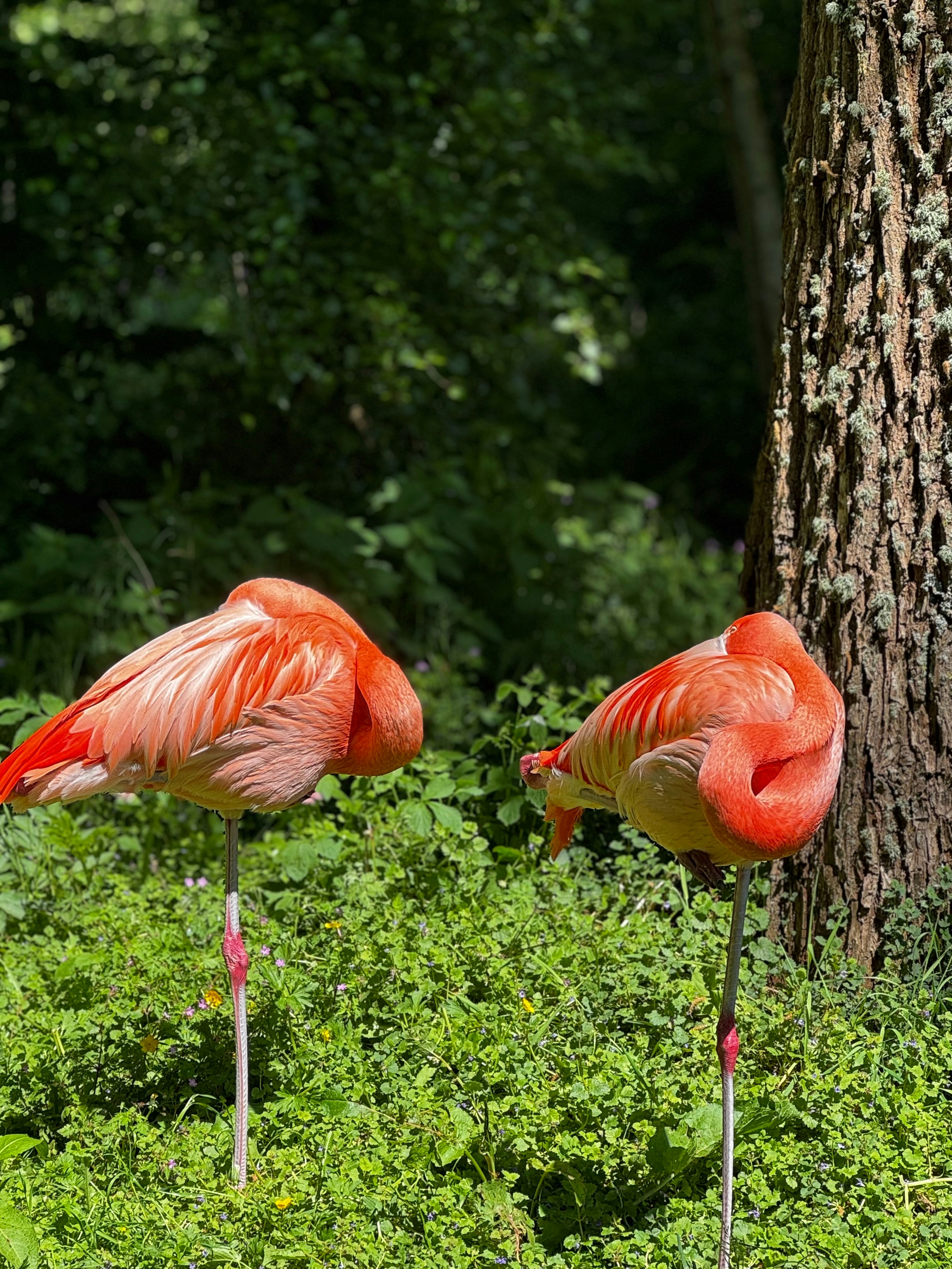 Two Flamingos in a Sunlit Woodland Glade