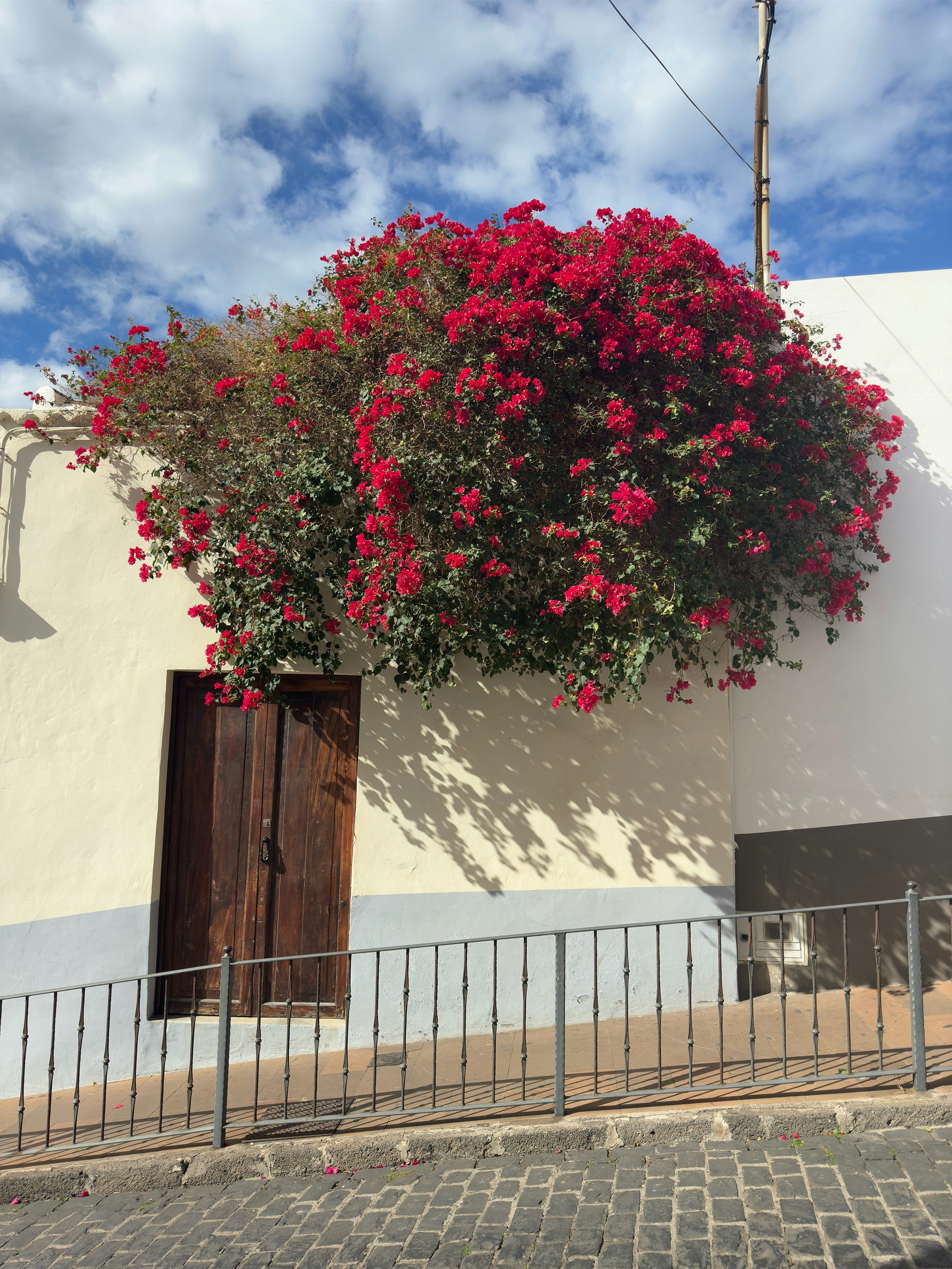 Vibrant bougainvillea cascades over a rustic wooden door, casting a delicate shadow on a sunlit wall.
