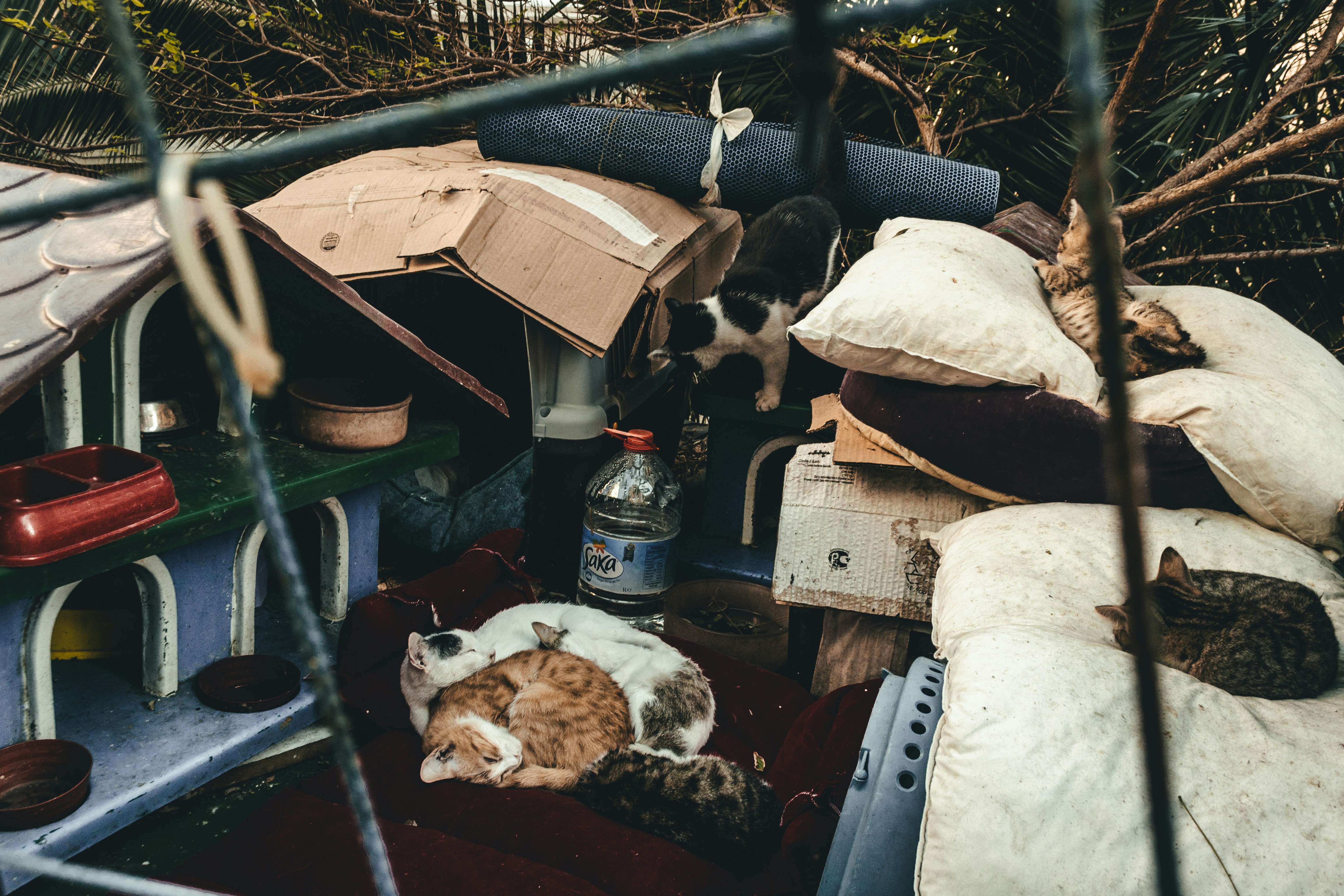 Cats huddle together in a messy, cluttered shelter. photo – Free ...