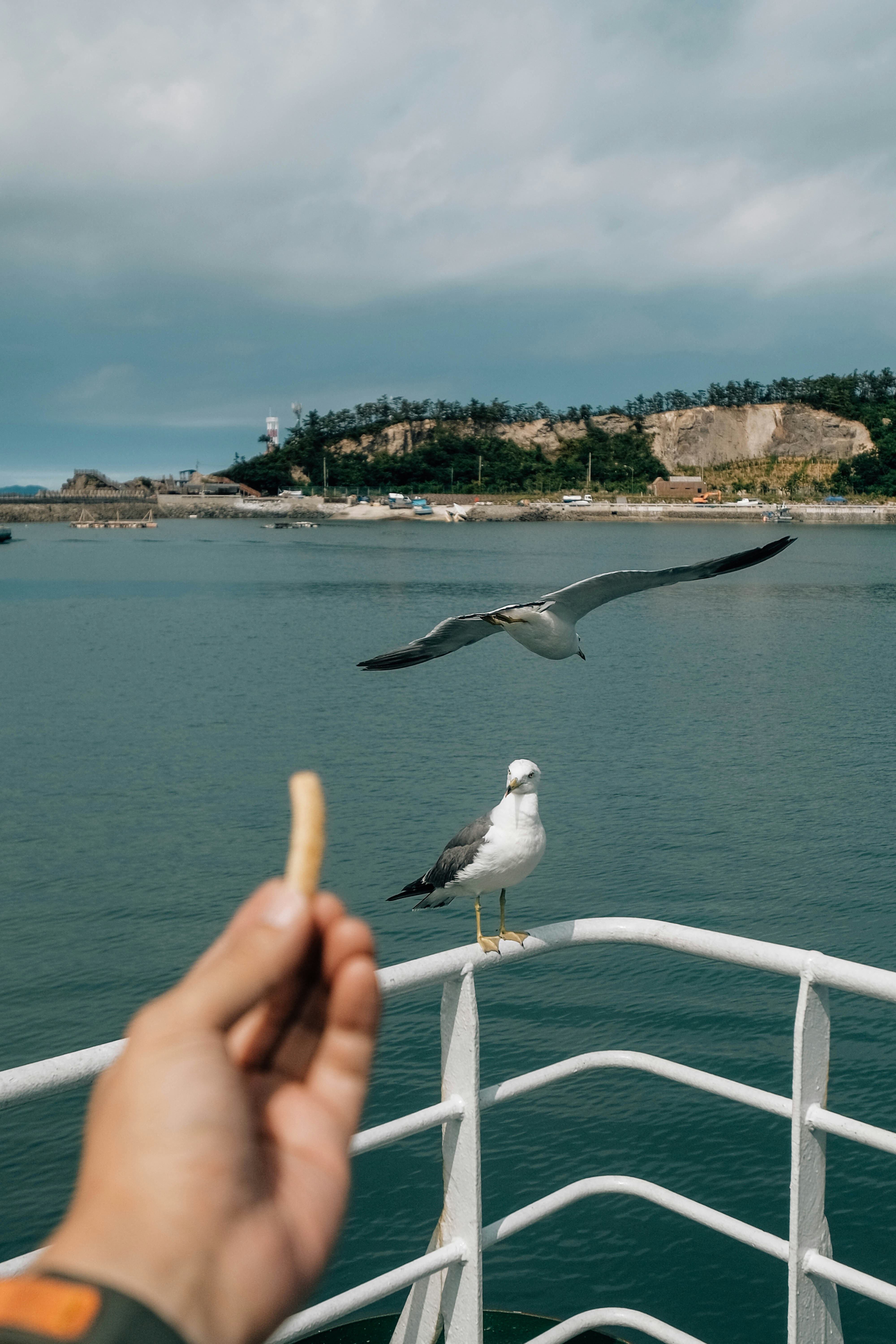 Quayside Snack Negotiation: A Seagull's Quick Approach