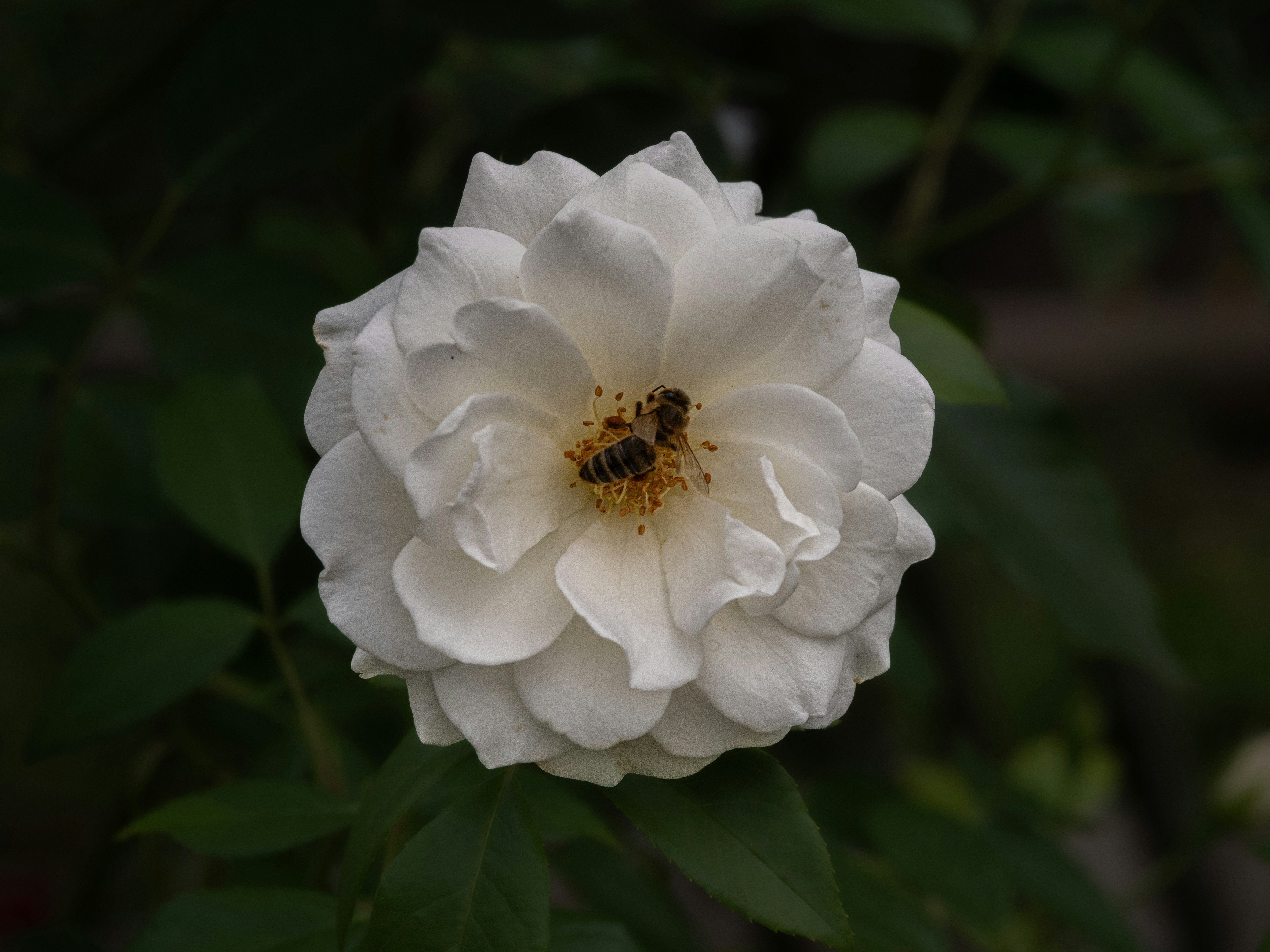 Harmony of Nature: A Bee's Embrace