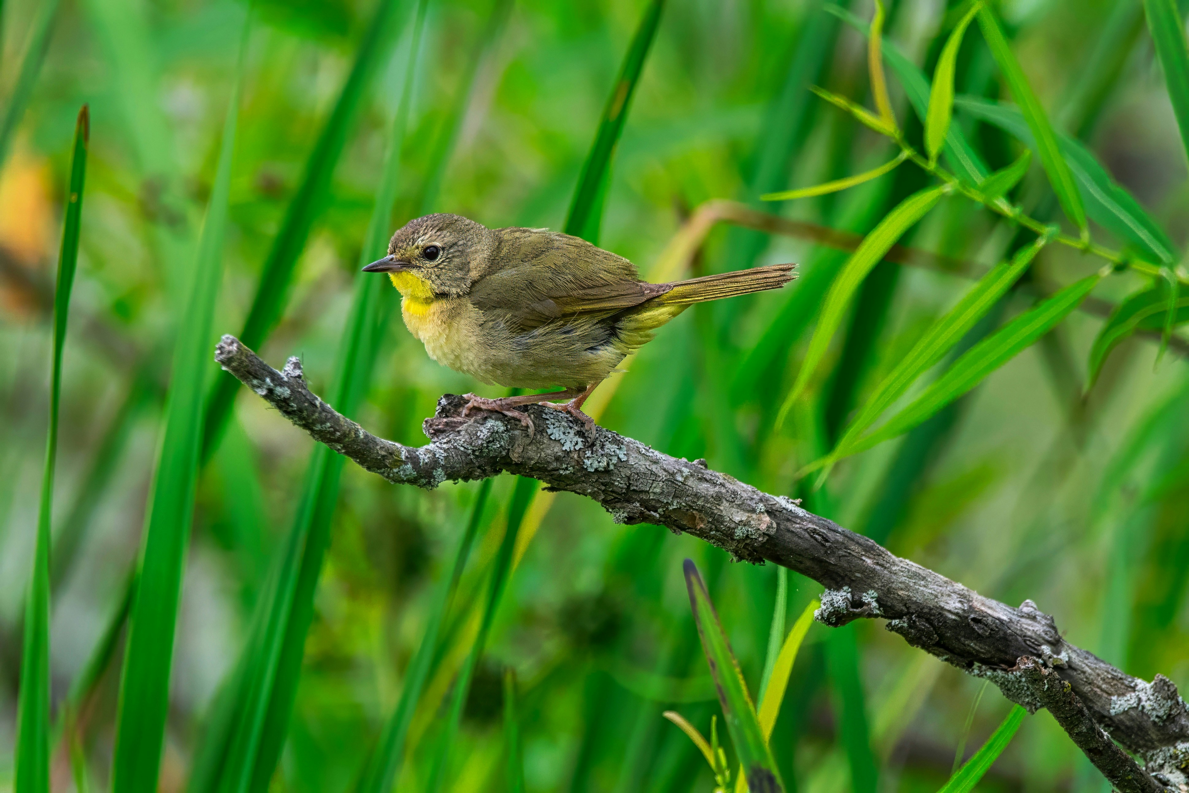 Small bird perched on a moss-covered branch, surrounded by vibrant green foliage. The scene captures a tranquil moment in nature.