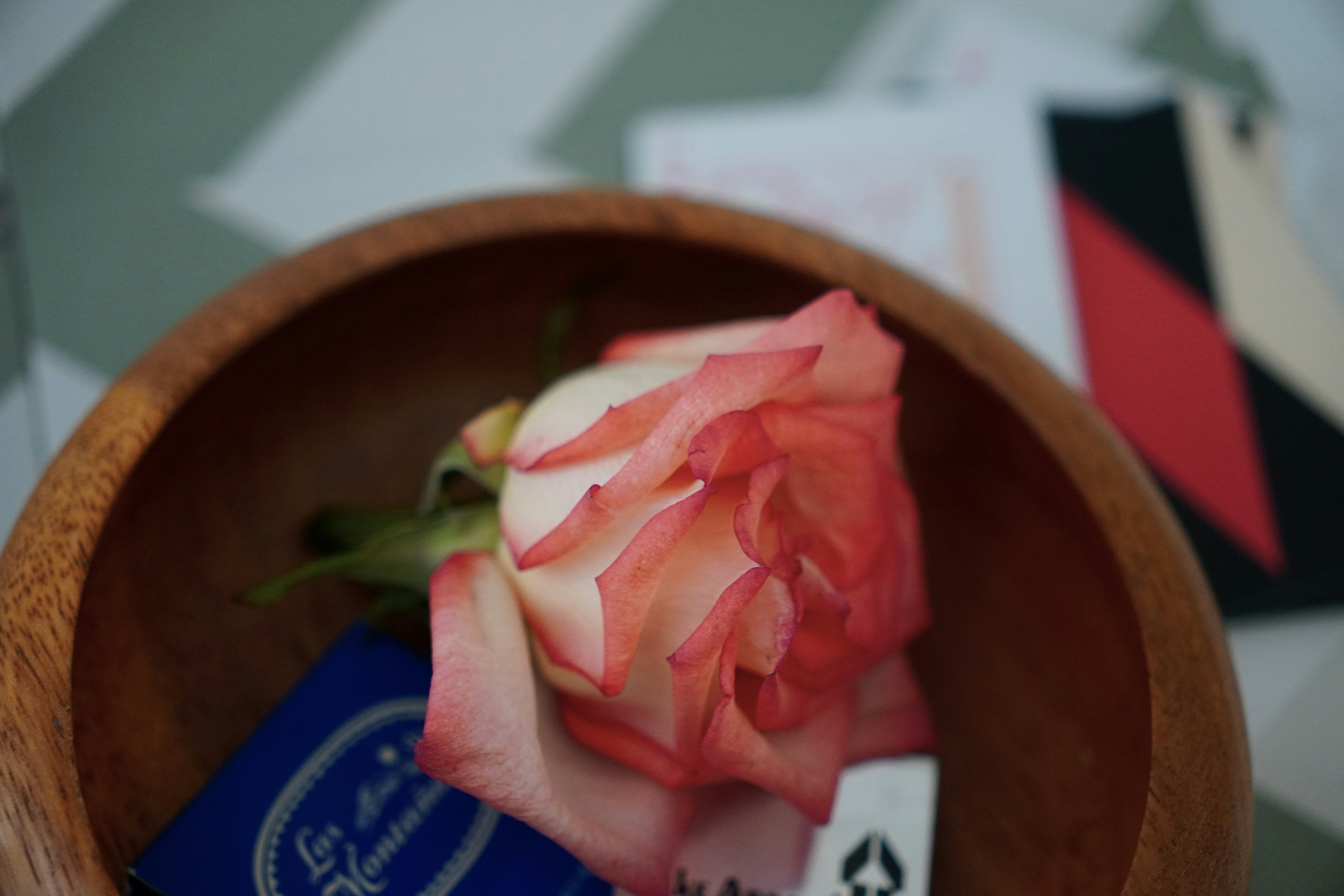 Pink rose in wooden bowl with cards on geometric background. | A rose rests in a wooden bowl.