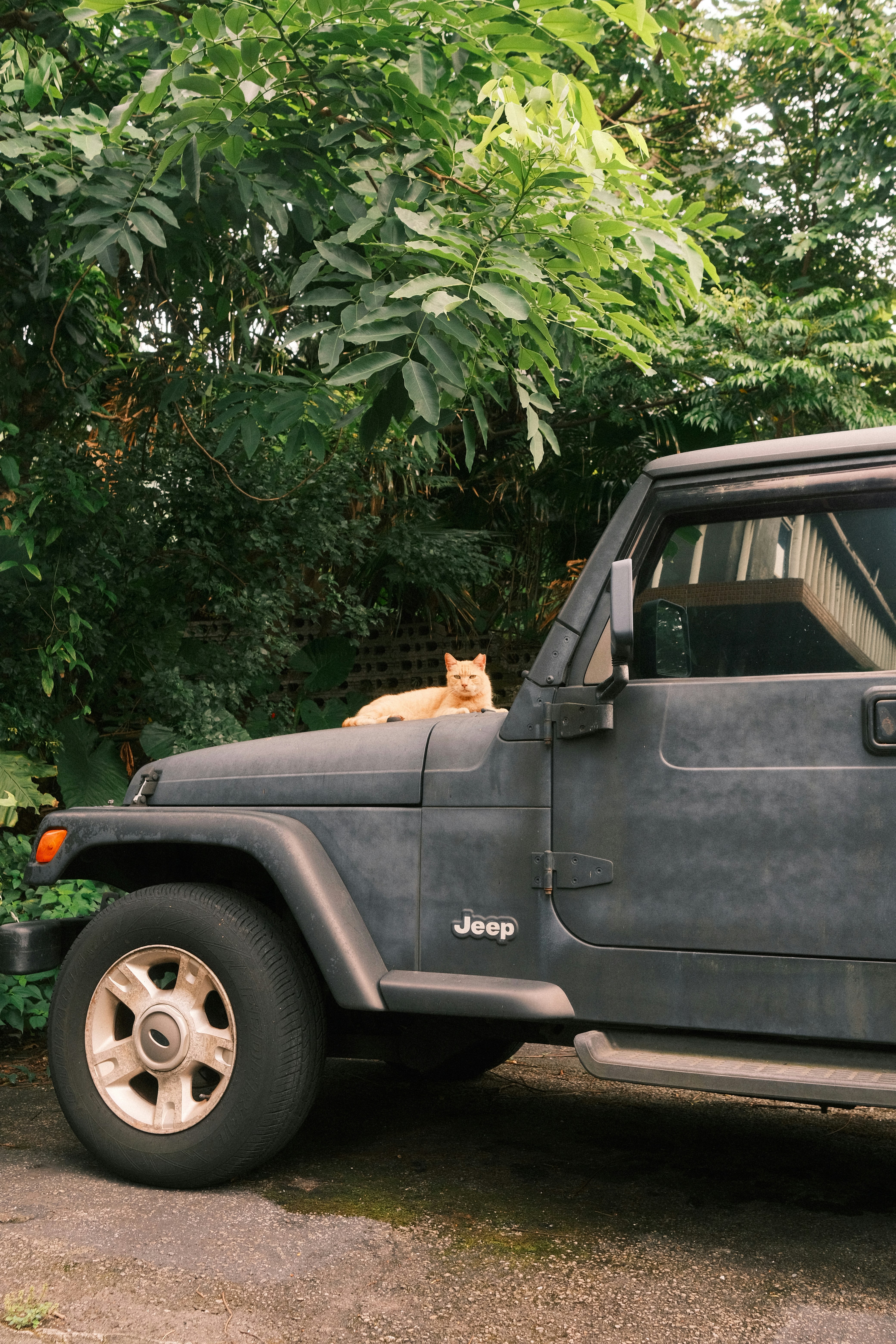 Urban Oasis: A Feline's Retreat