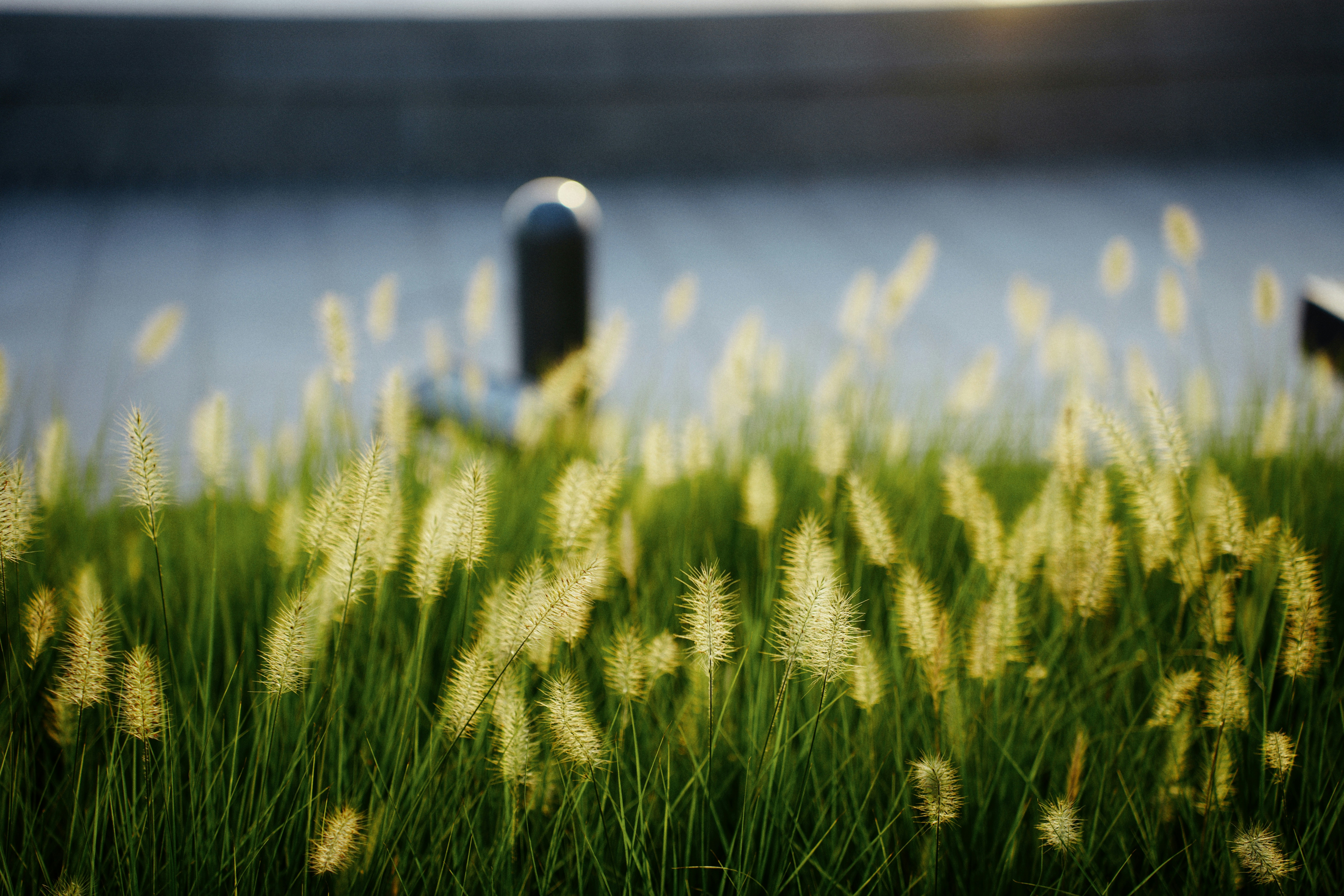 As I was exploring a quiet spot in Jinjilake, this patch of tall, feathery grass really caught my eye. The setting sun, just peeking over in the distance, was backlighting each delicate blade and seed head, making them glow with this beautiful, soft, golden light. I loved the shallow depth of field, which made the background blur into a gentle wash of blue and grey, allowing the vibrant, sun-kissed grass to truly stand out. It was a serene moment, capturing the simple beauty of nature in the urban landscape. | Grasses are softly illuminated by the golden light.