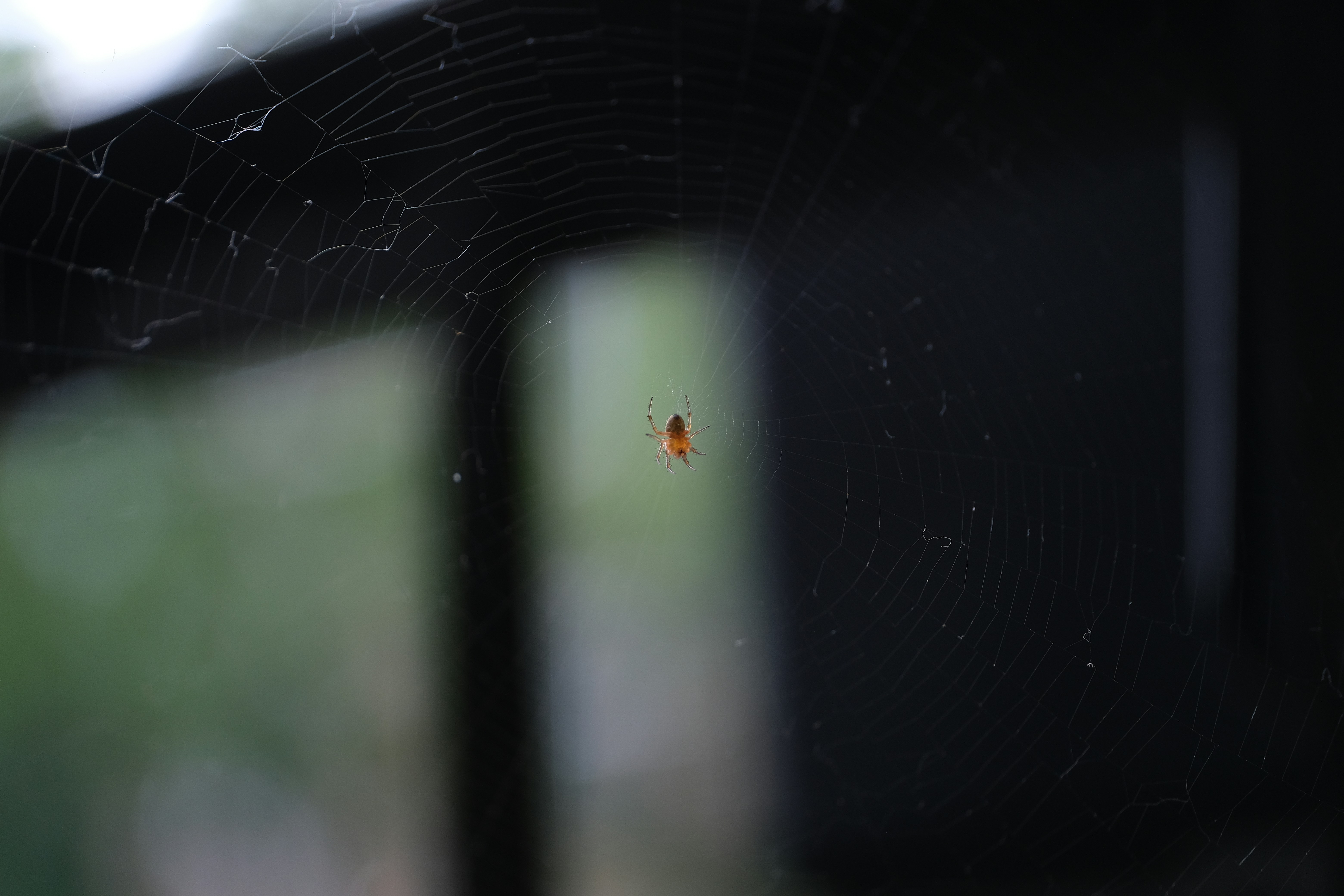 Spider in the Web: Center of Attention on a Morning Window