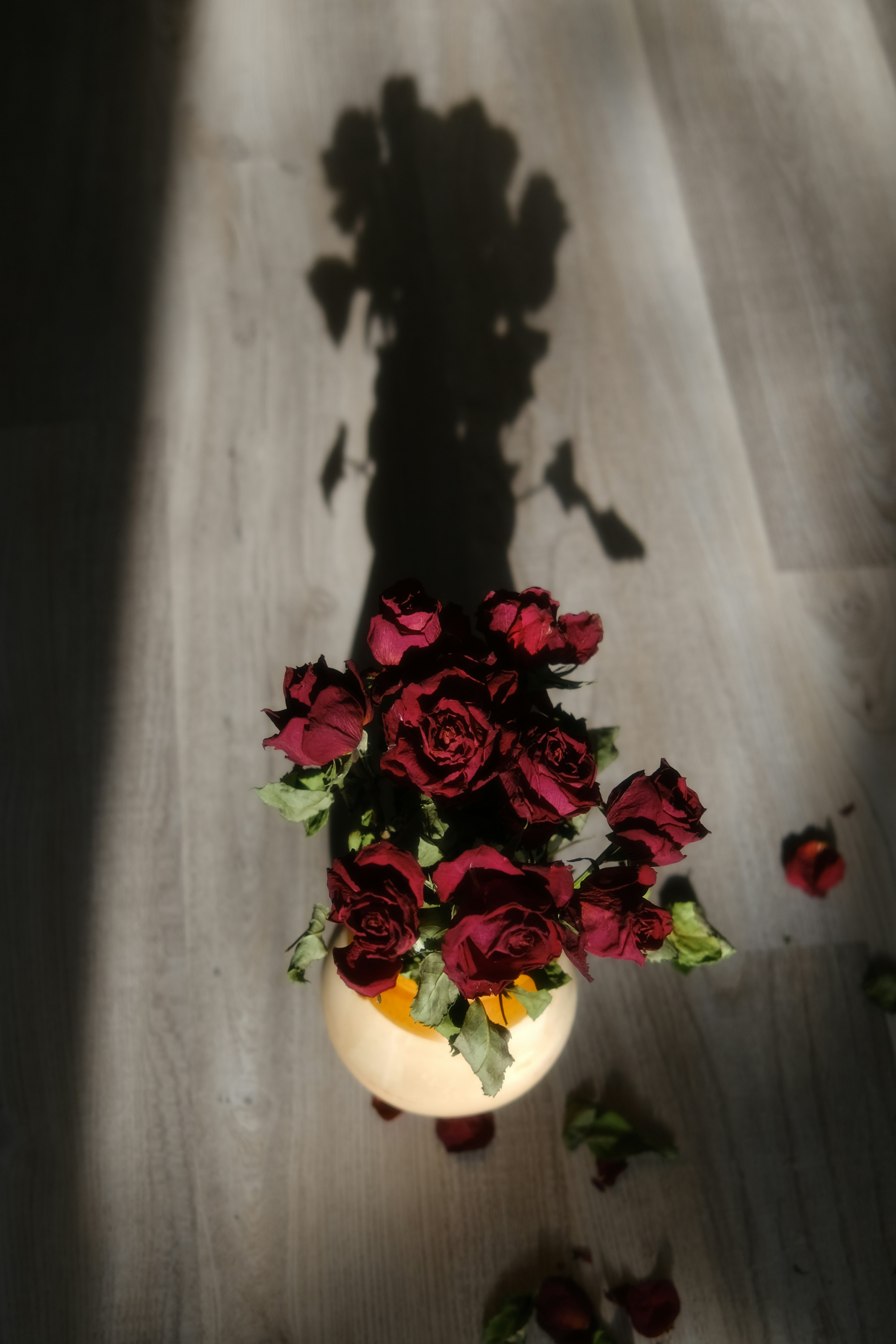 Wilted roses cast a shadow on the floor. photo – Free Roses Image on ...