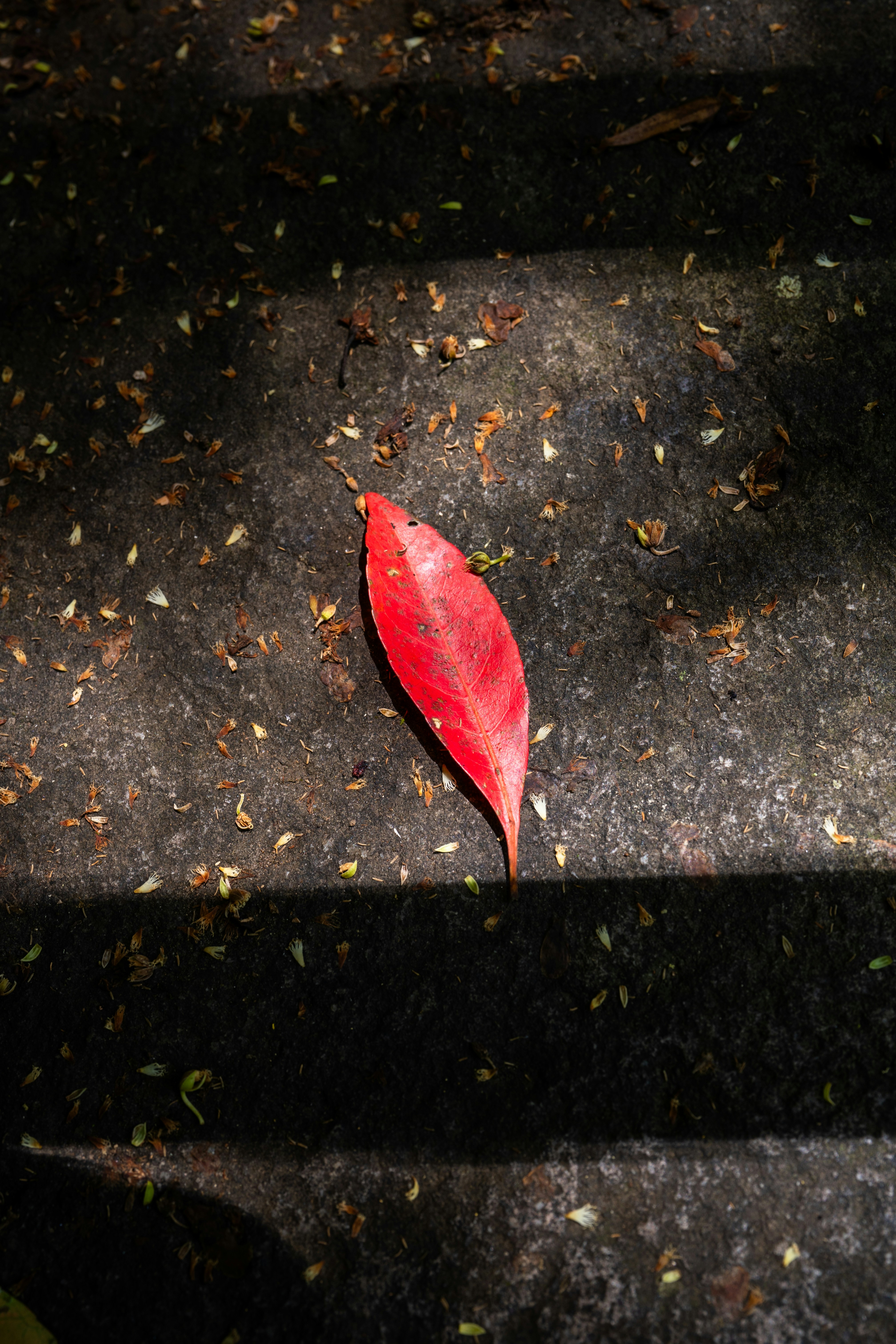 A vibrant red leaf rests on textured stone, illuminated by dappled sunlight filtering through shadows. The scene captures the essence of seasonal transition.