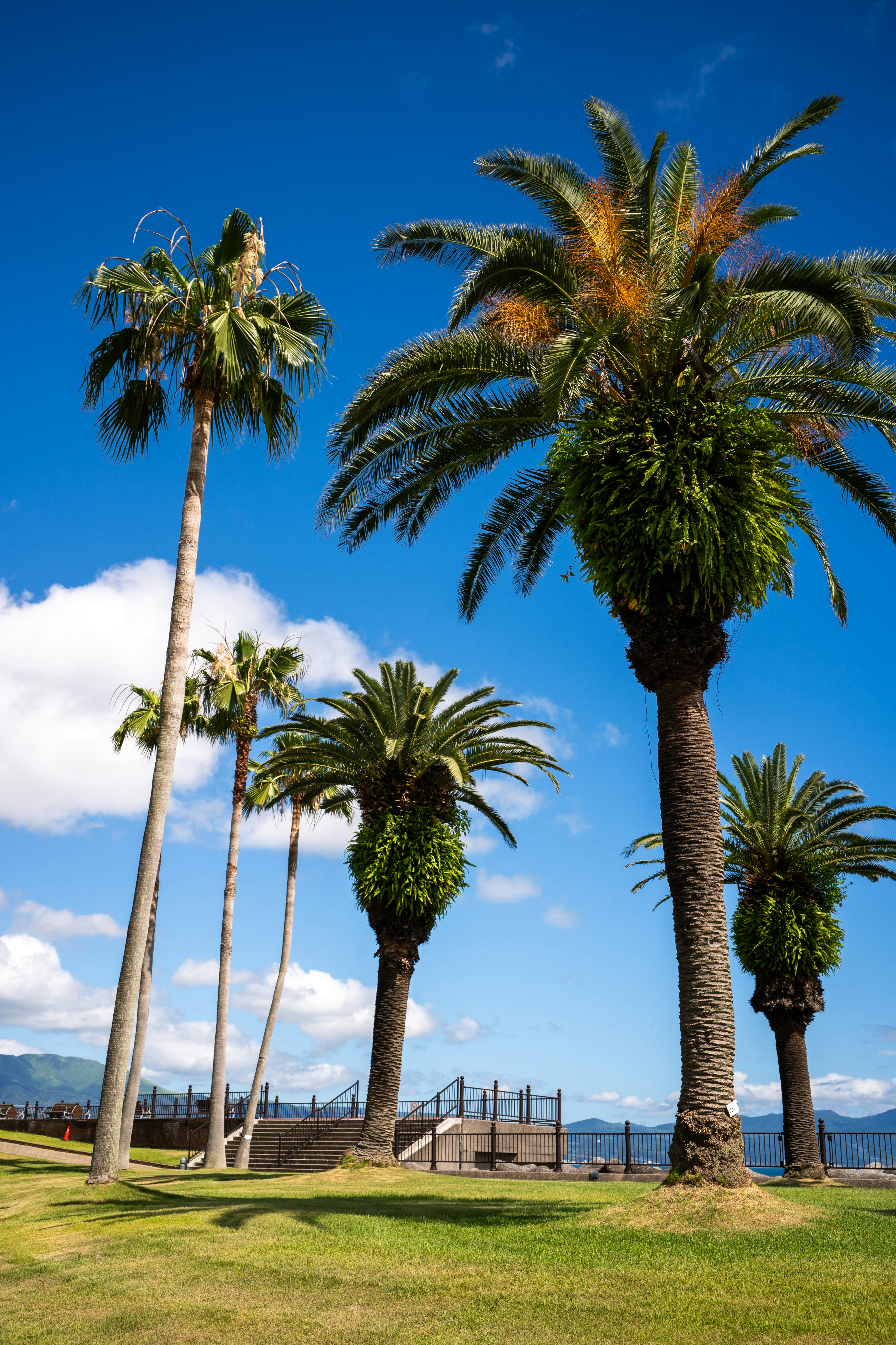 Tropical Serenity Beneath the Azure Sky
