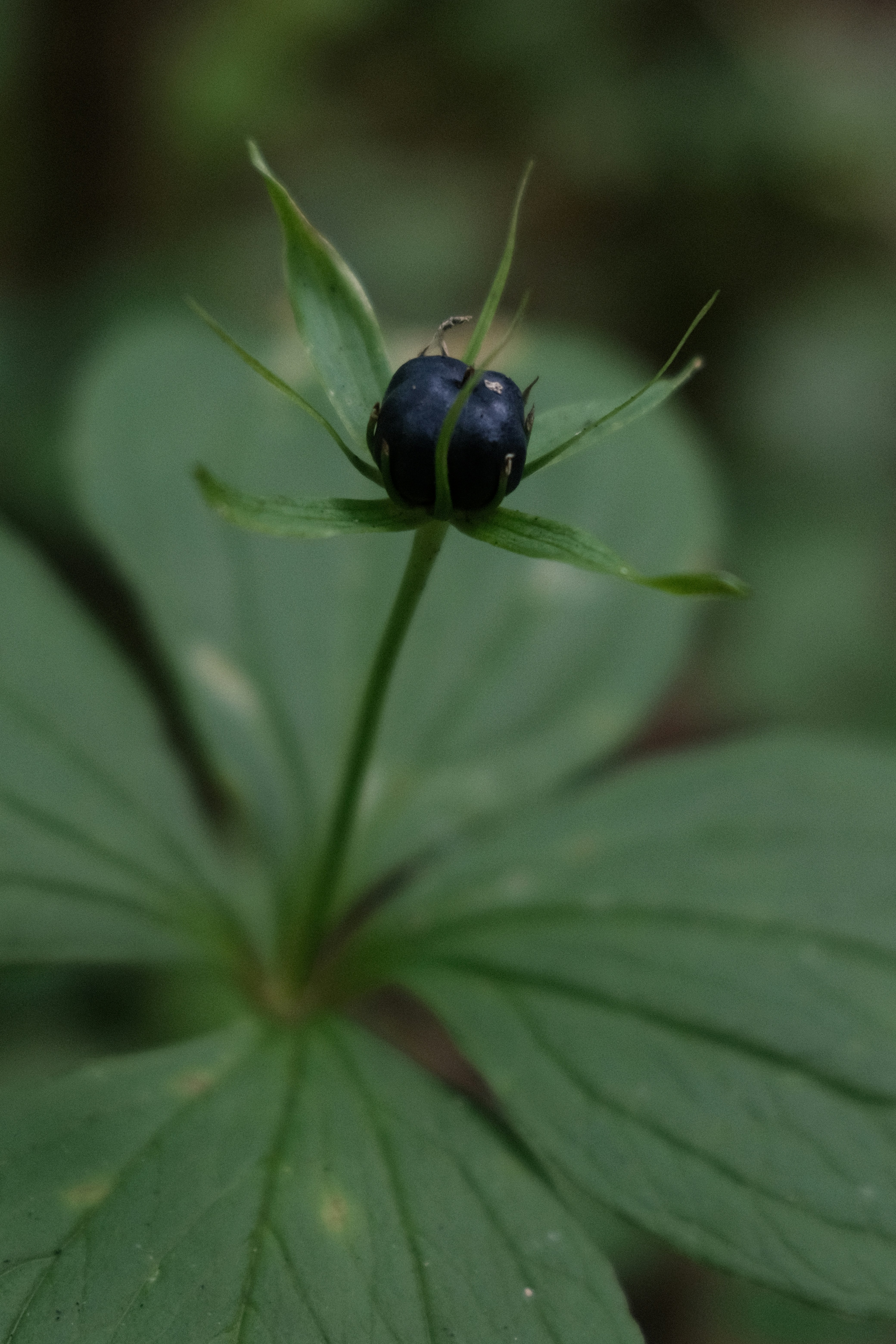 Nature's Jewel: The Enigmatic Berry