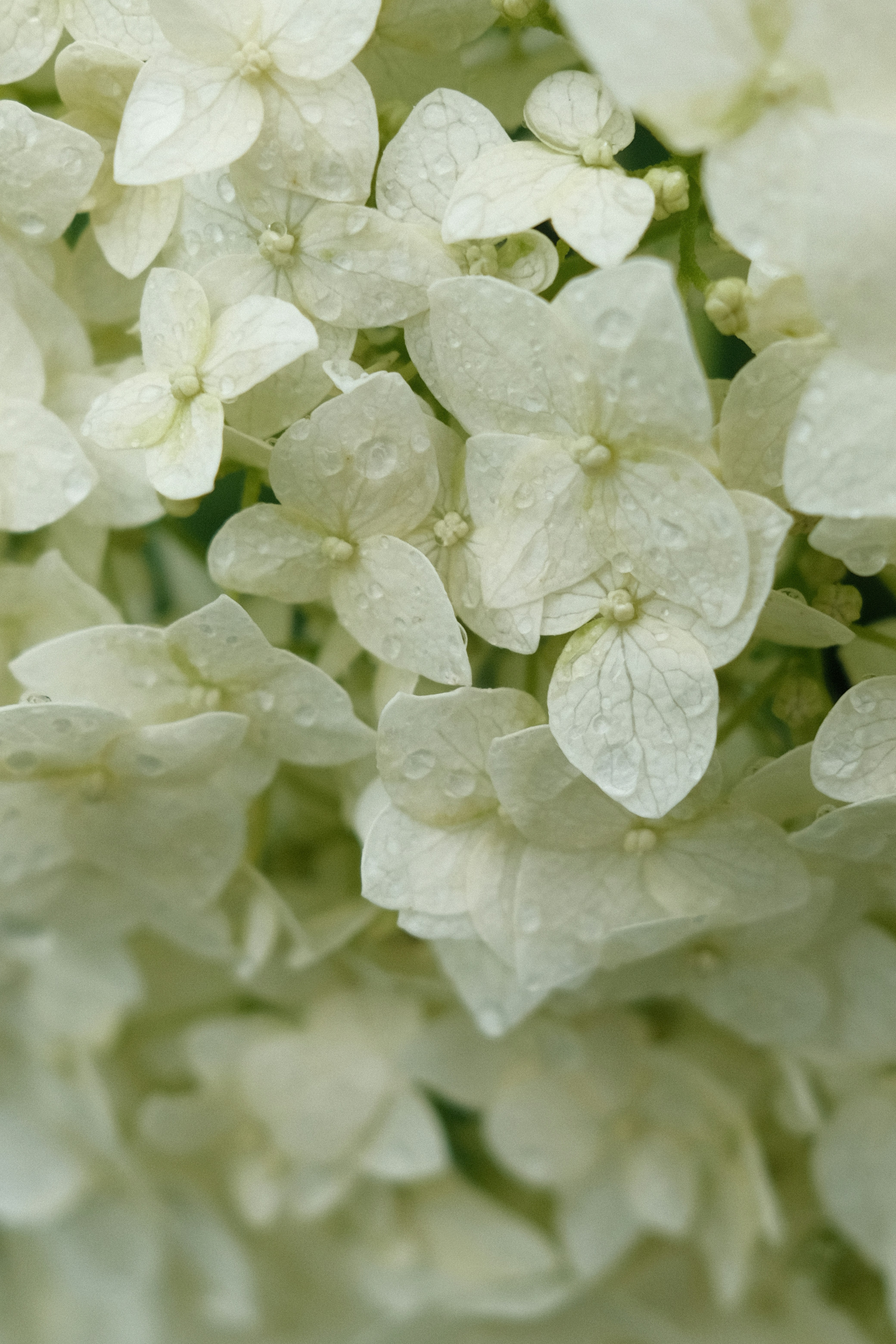 White hydrangeas with water droplets are beautifully displayed.