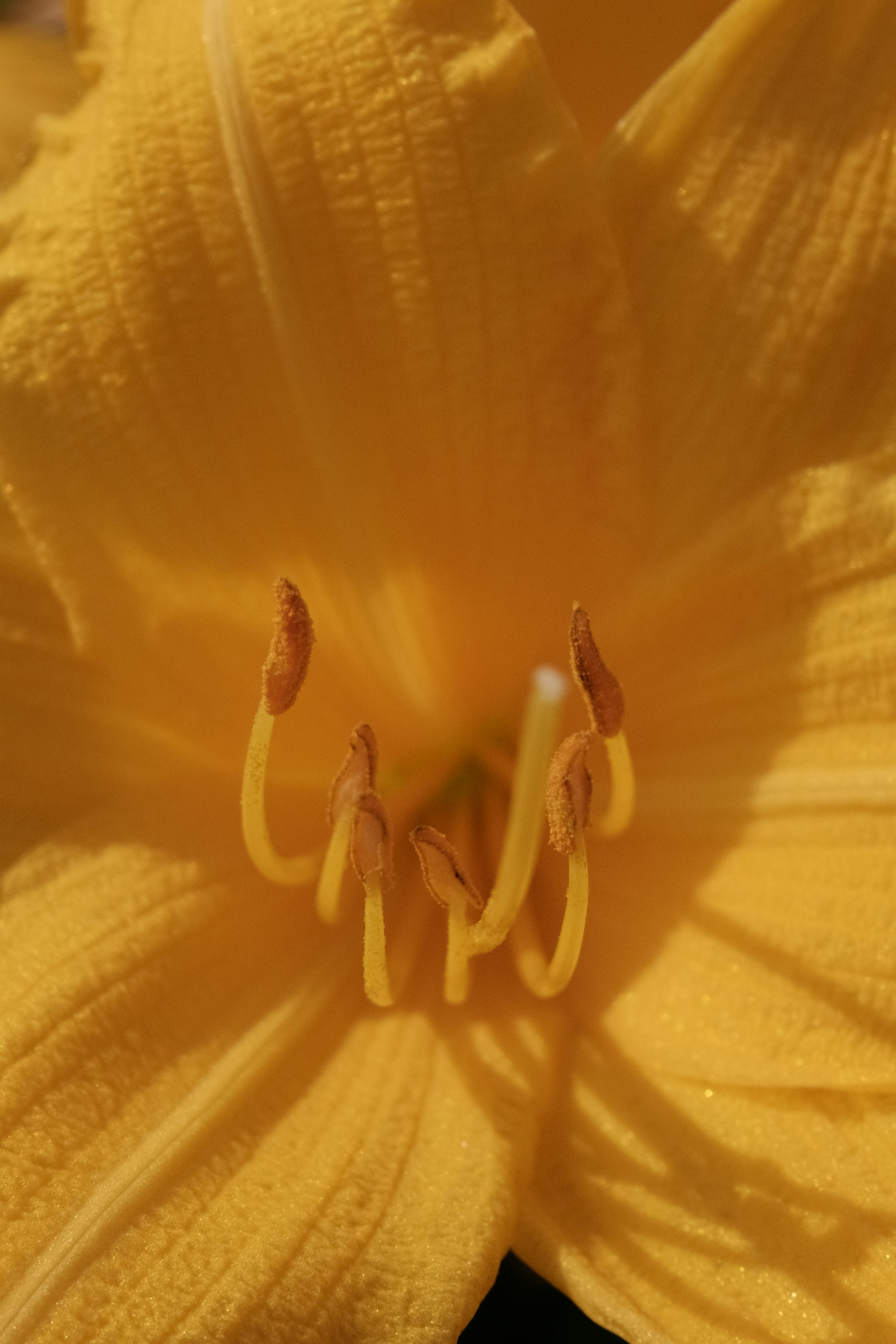 Golden Petals: Nature's Intricate Design