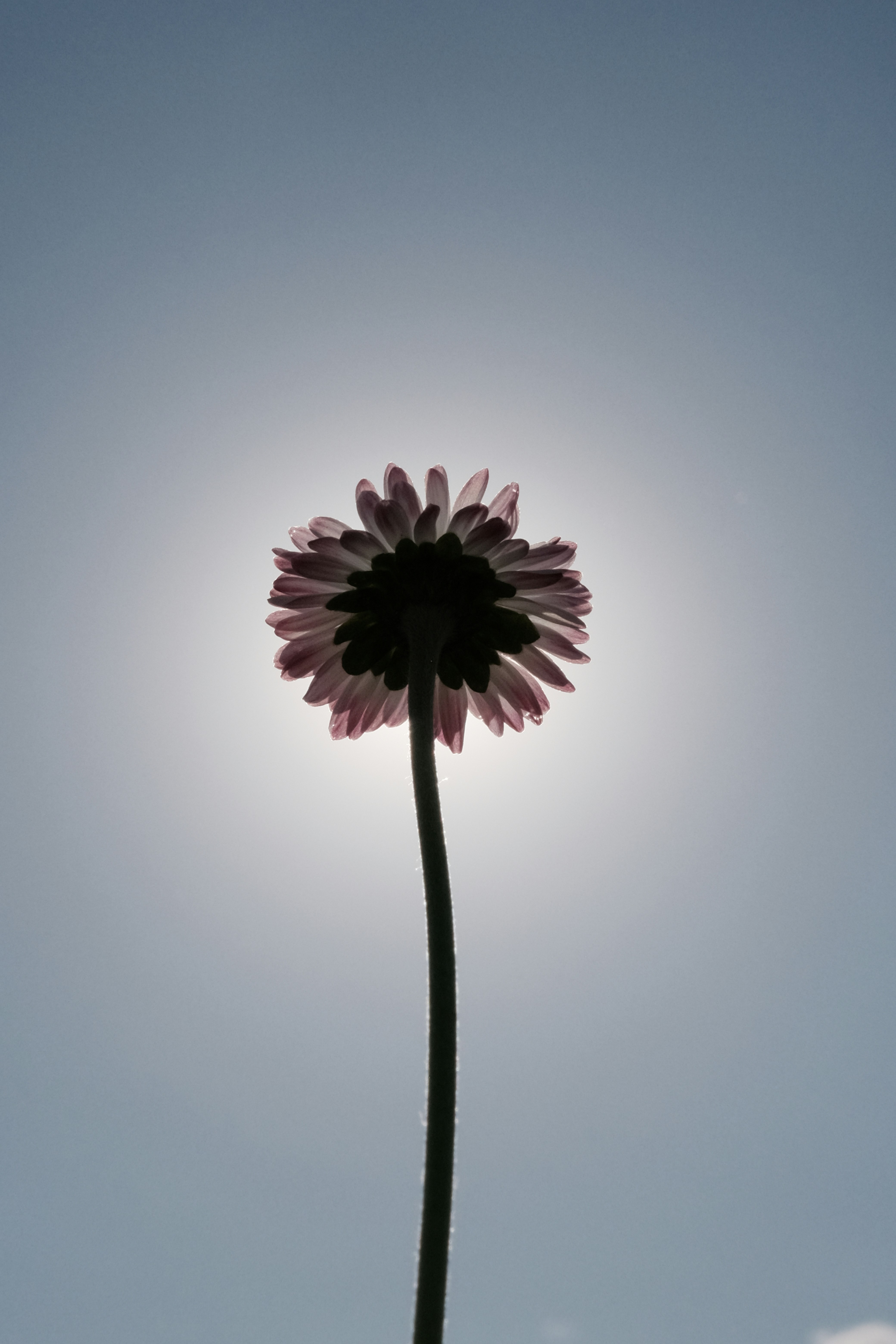 A daisy blooms in front of the bright sunlight.