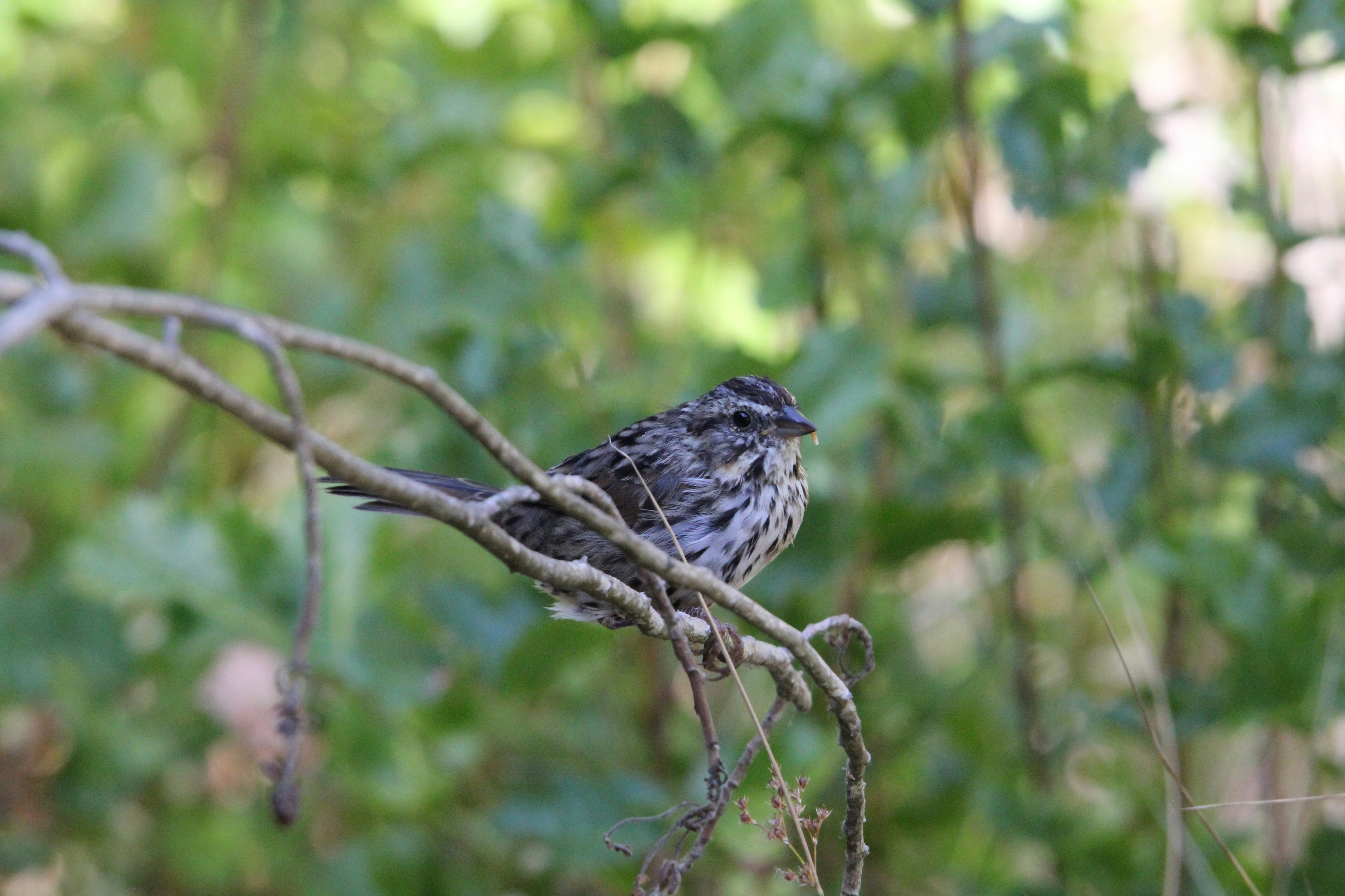 A sparrow resting on a thin branch amidst a lush green backdrop, highlighting the serene beauty of nature.