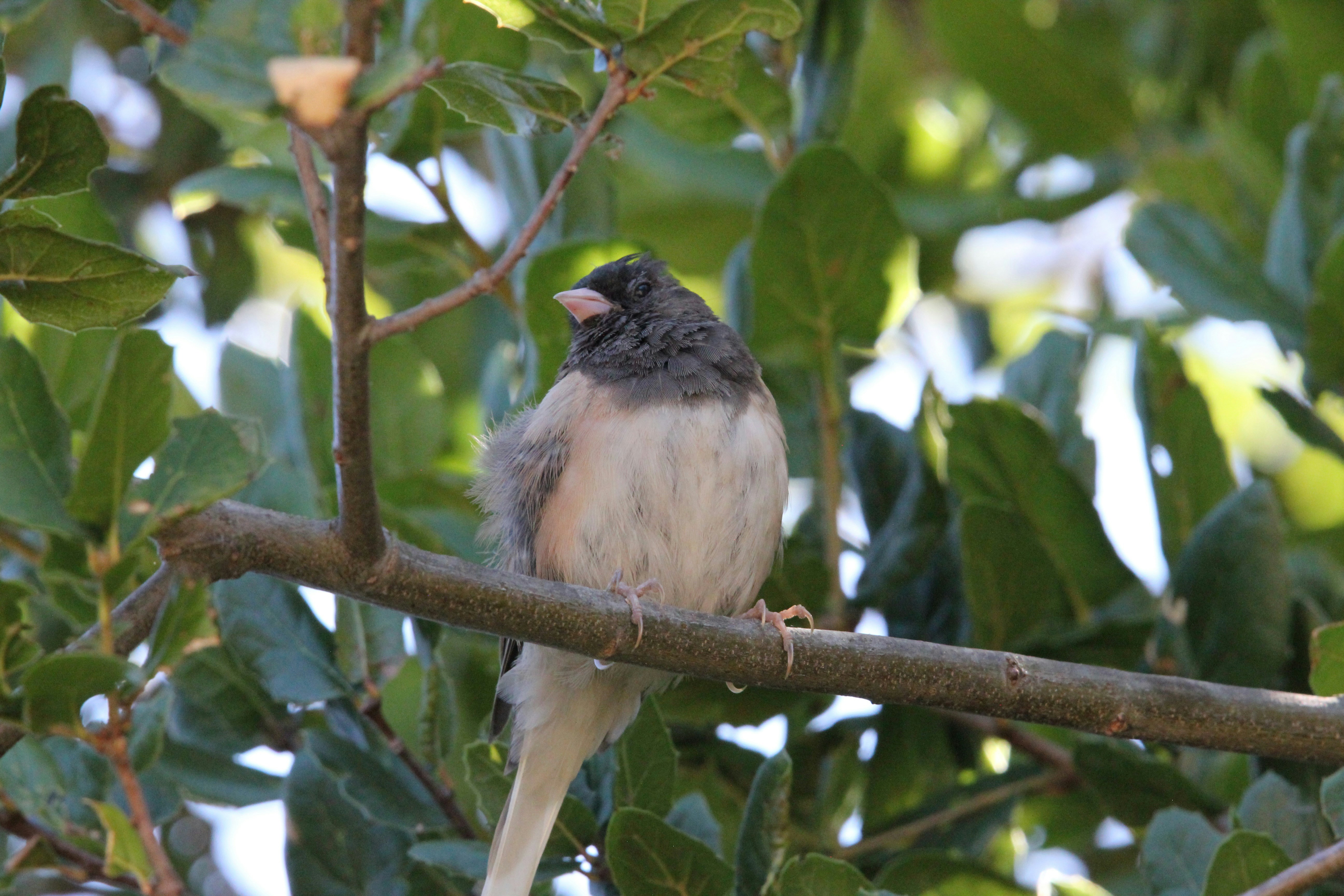 Dark-eyed junco perched on a branch surrounded by vibrant green leaves.