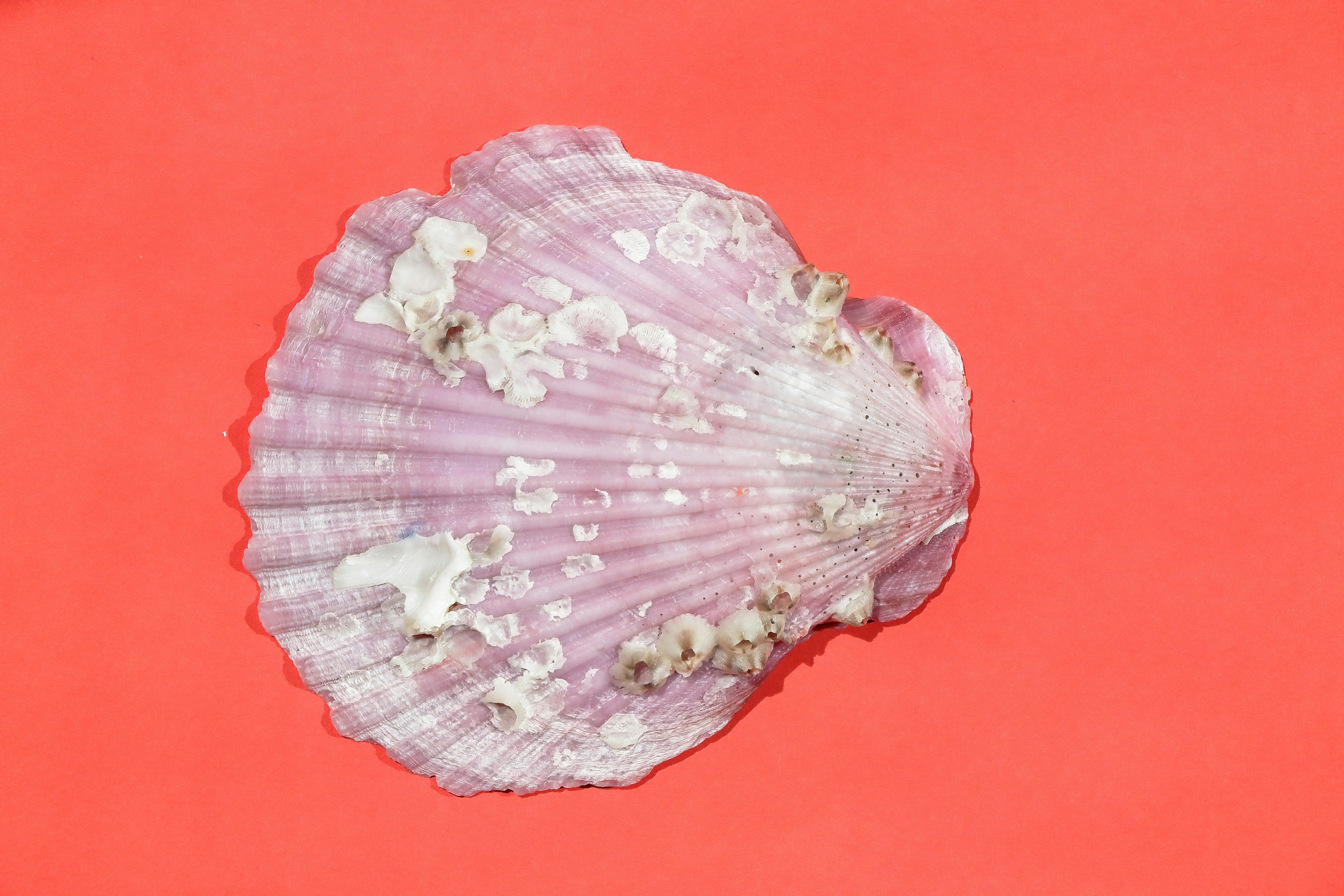 Whispers of the Ocean: A Shell's Story