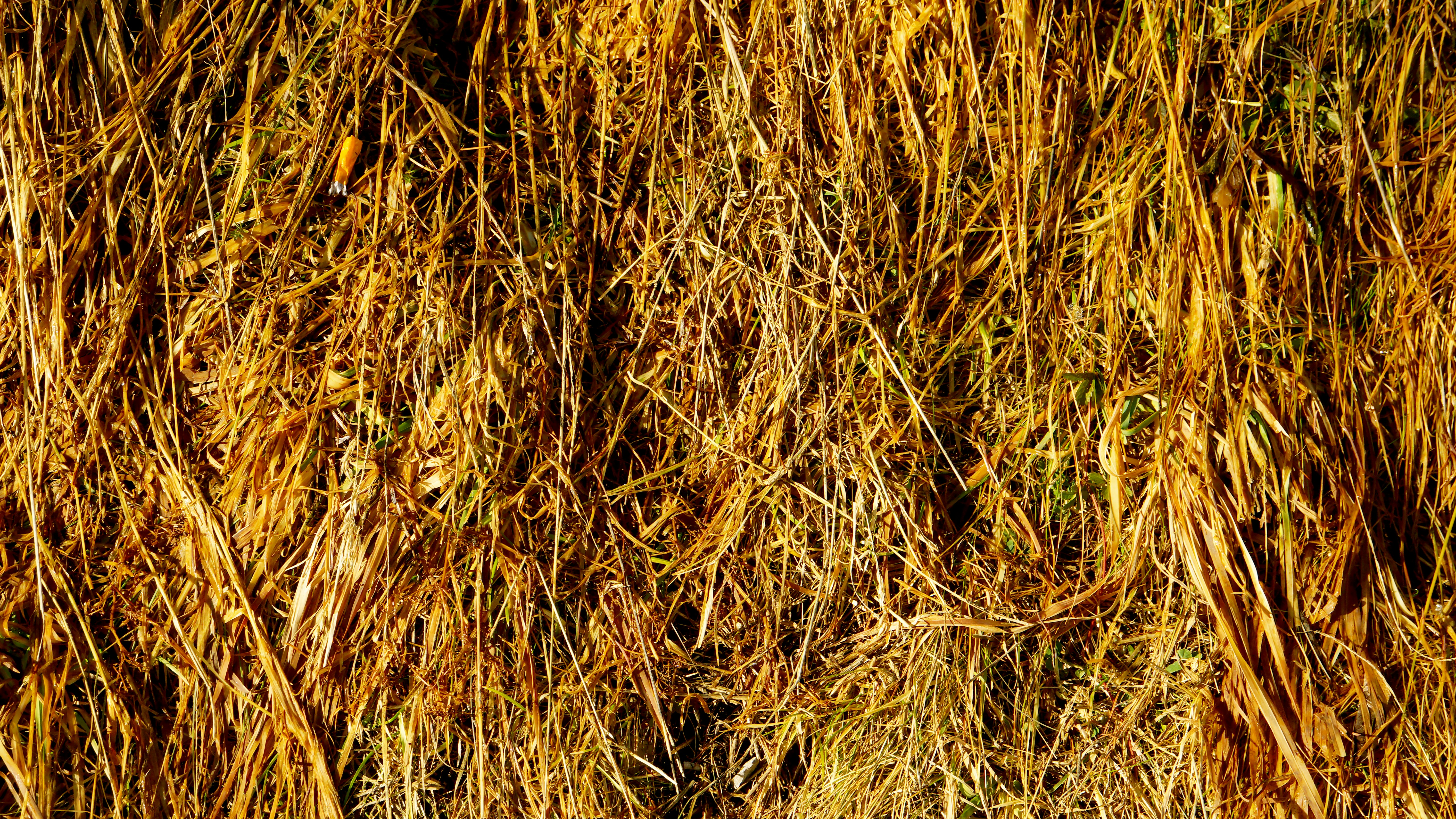 Dried hay shows a close-up, textured view.