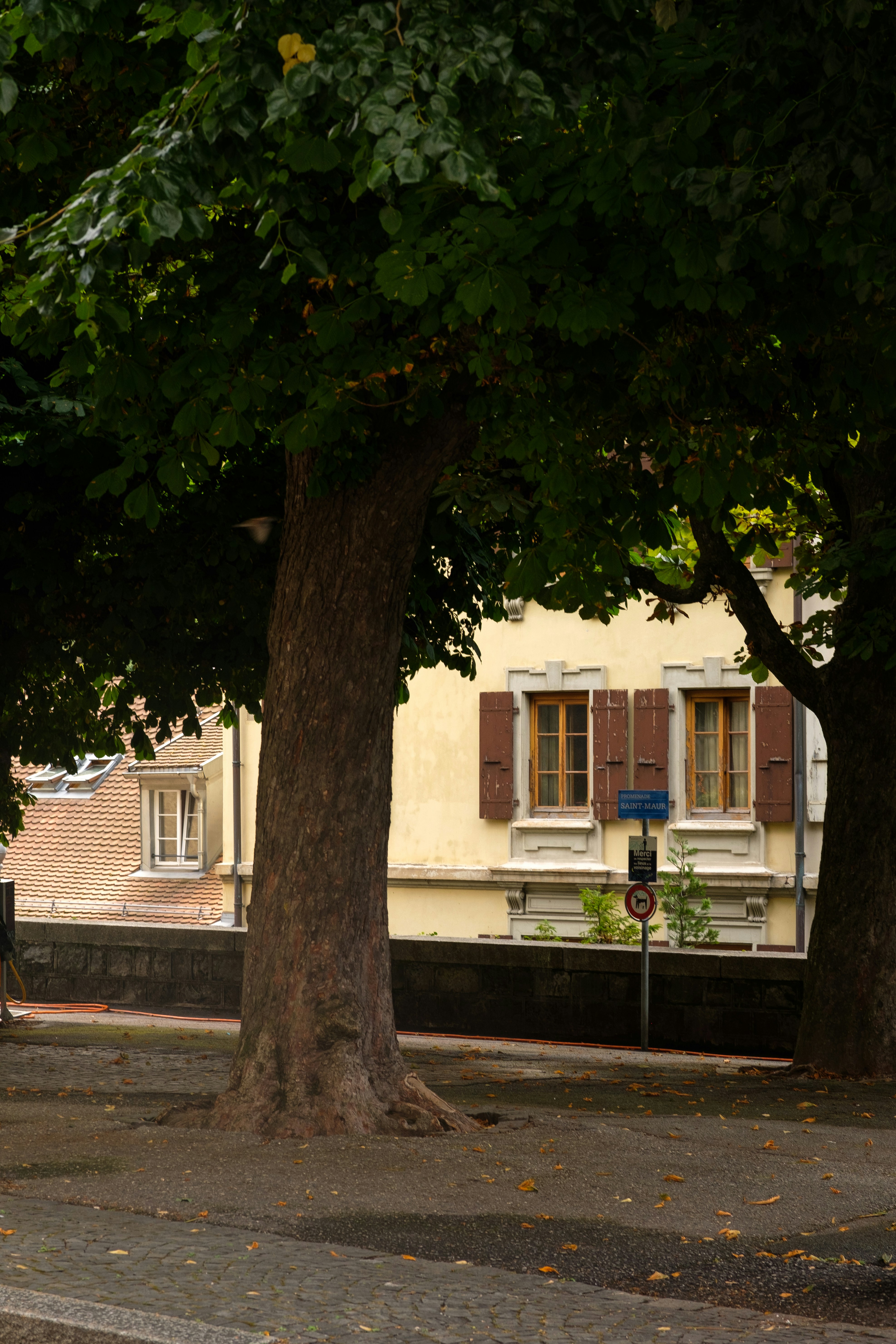 Trees frame a building with shutters.