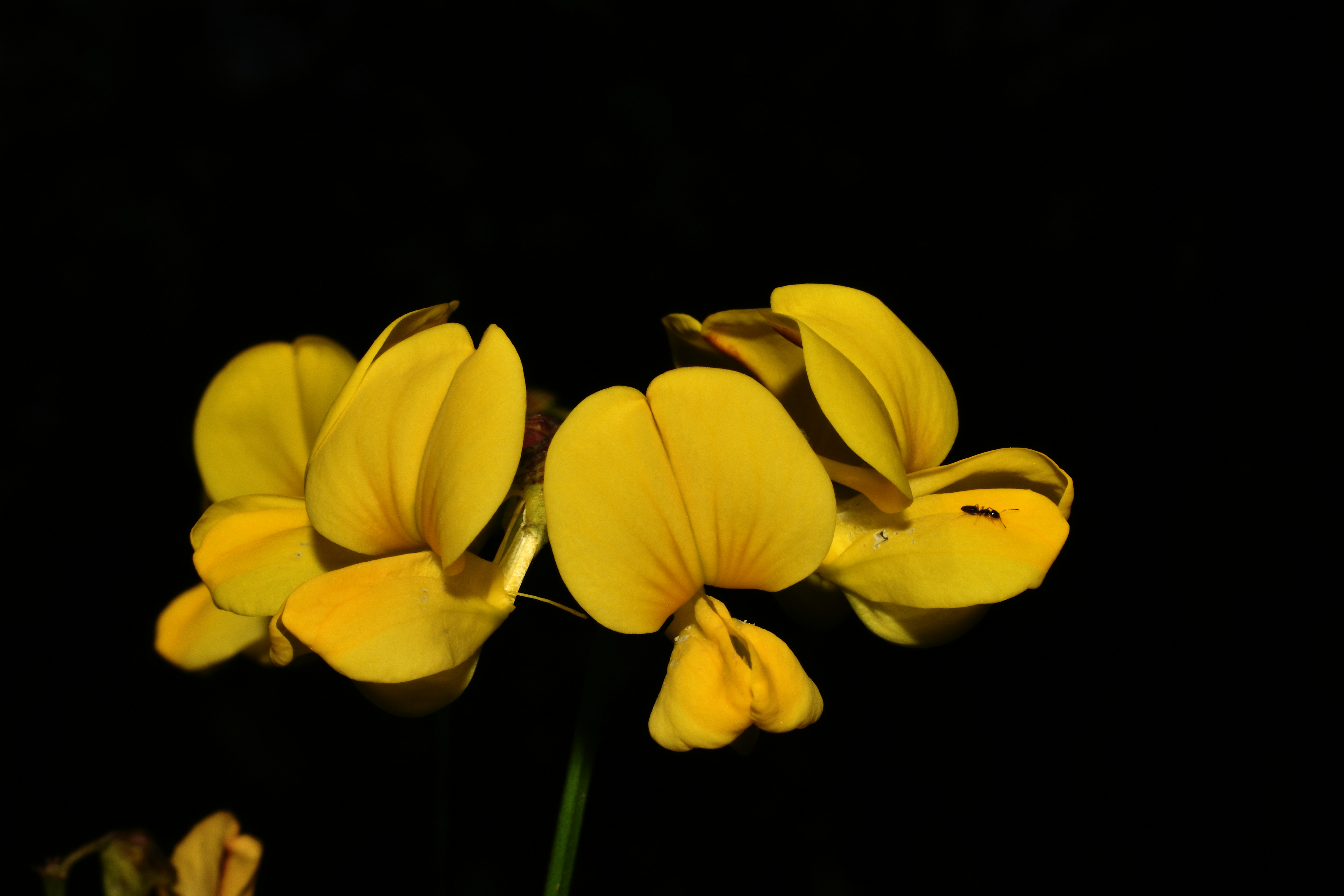 Golden Petals Against the Void