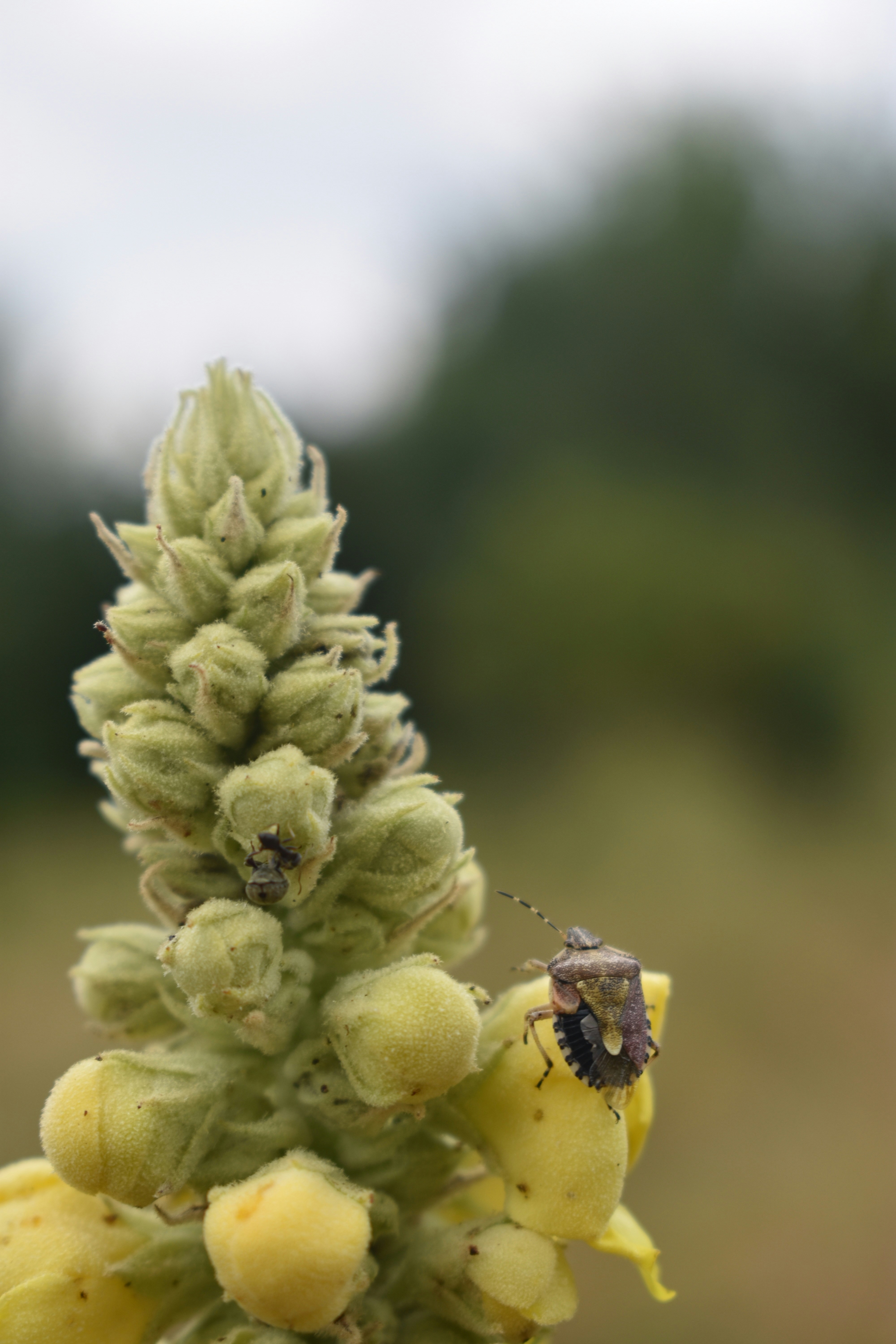 A bug rests on a yellow plant's blossom.