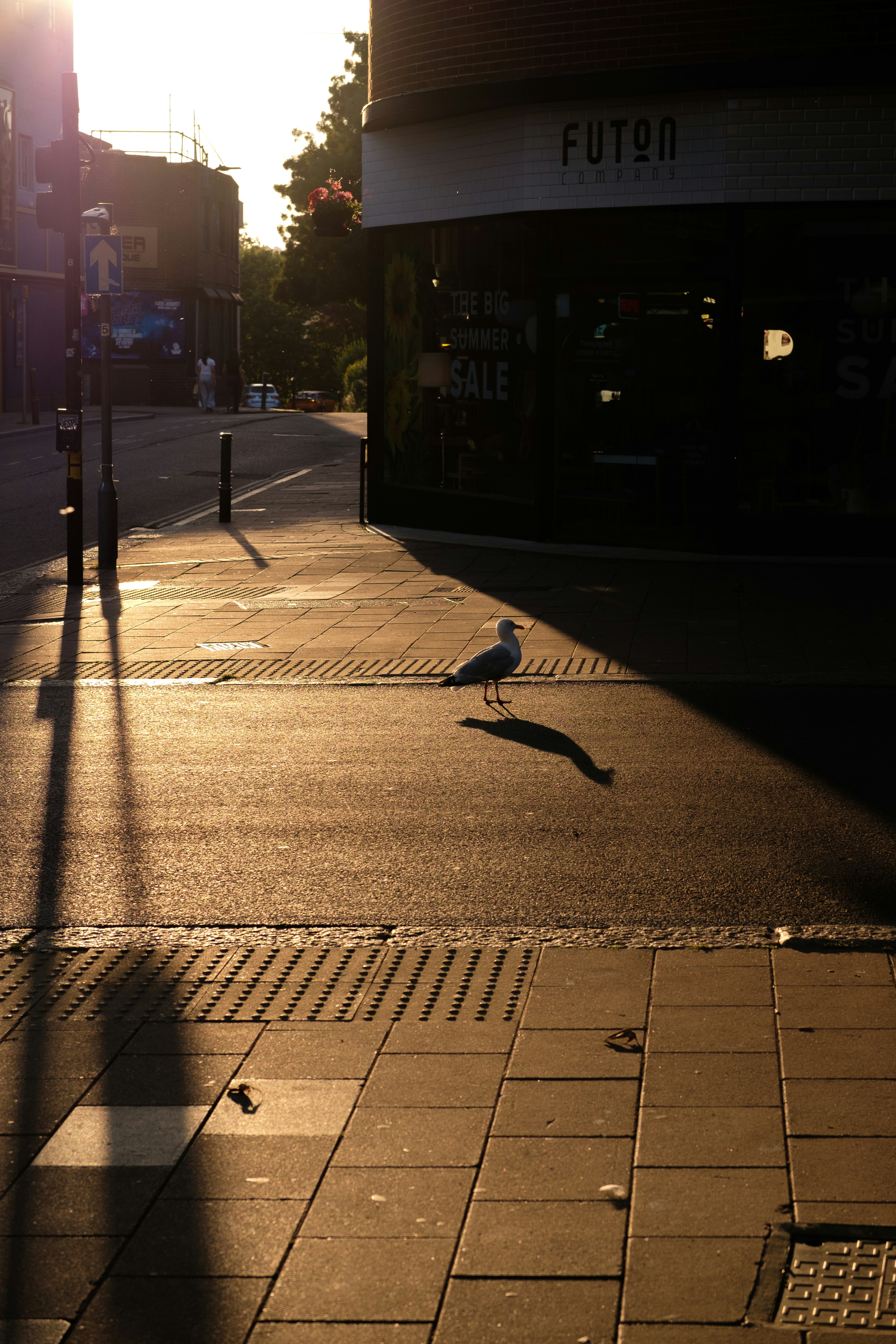 Seagull standing on a sunlit street corner, casting a long shadow in the early evening light.