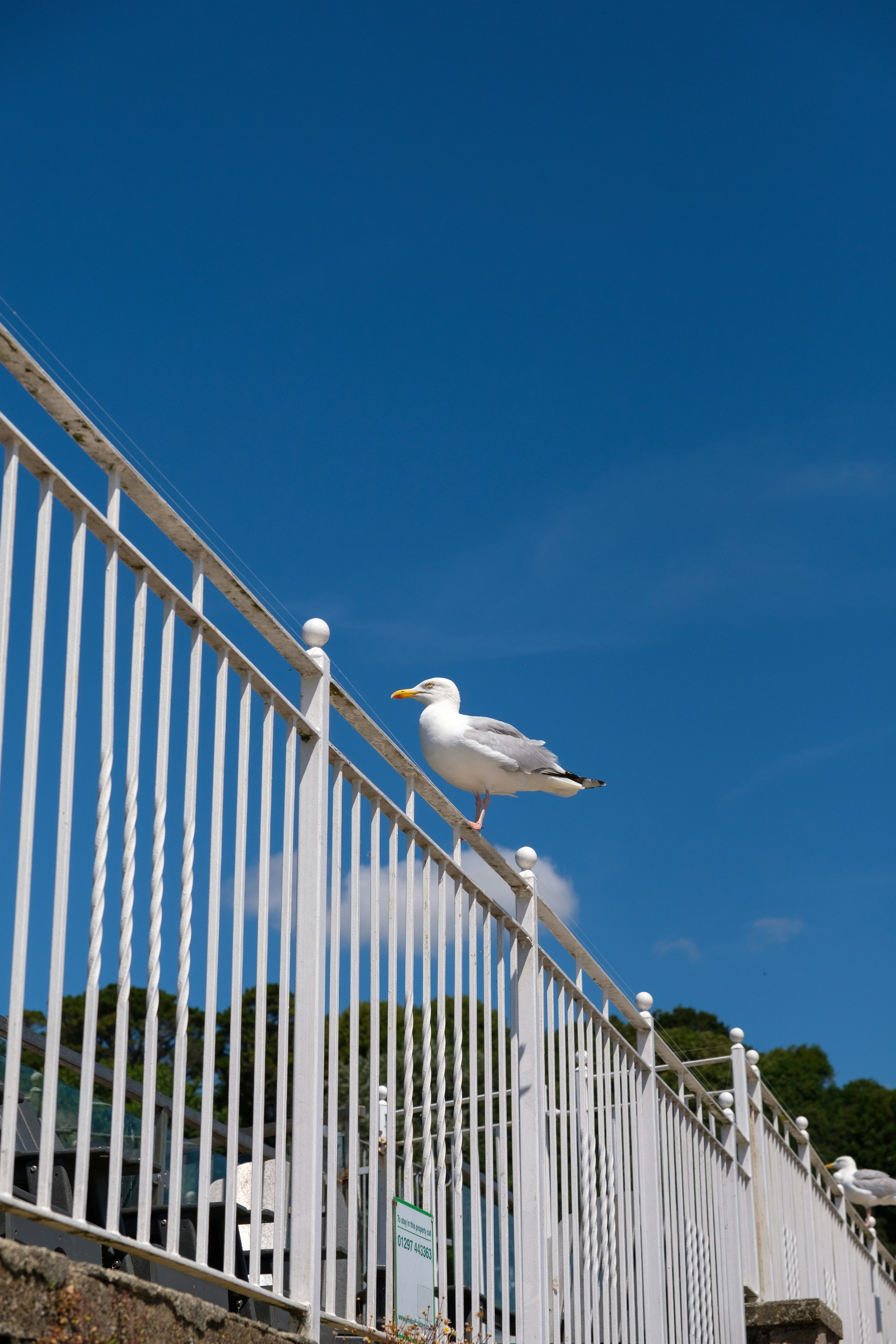Seagull's Perch: A Moment of Stillness